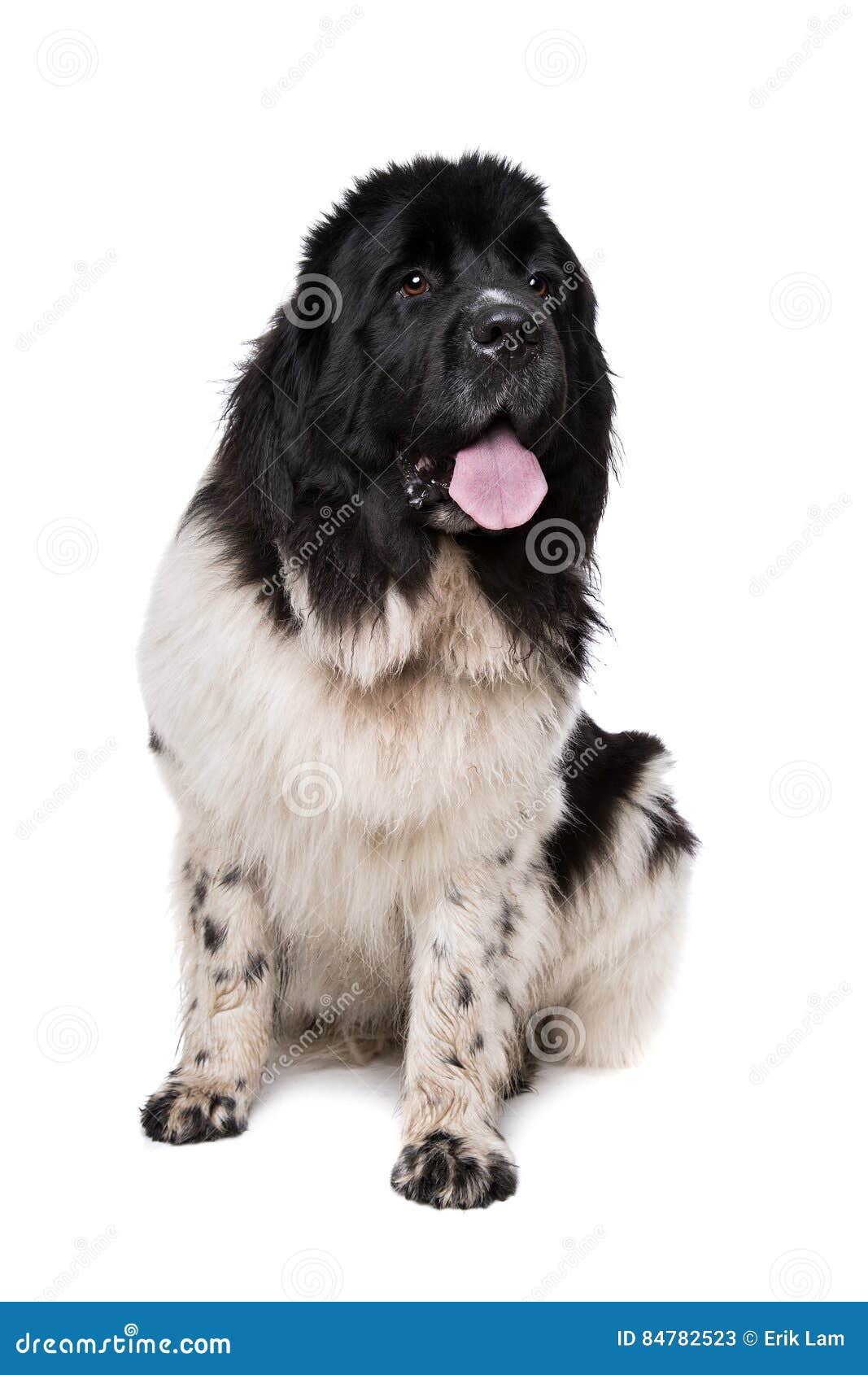 Cane in Bianco E Nero O Landseer Di Terranova Immagine Stock - Immagine ...