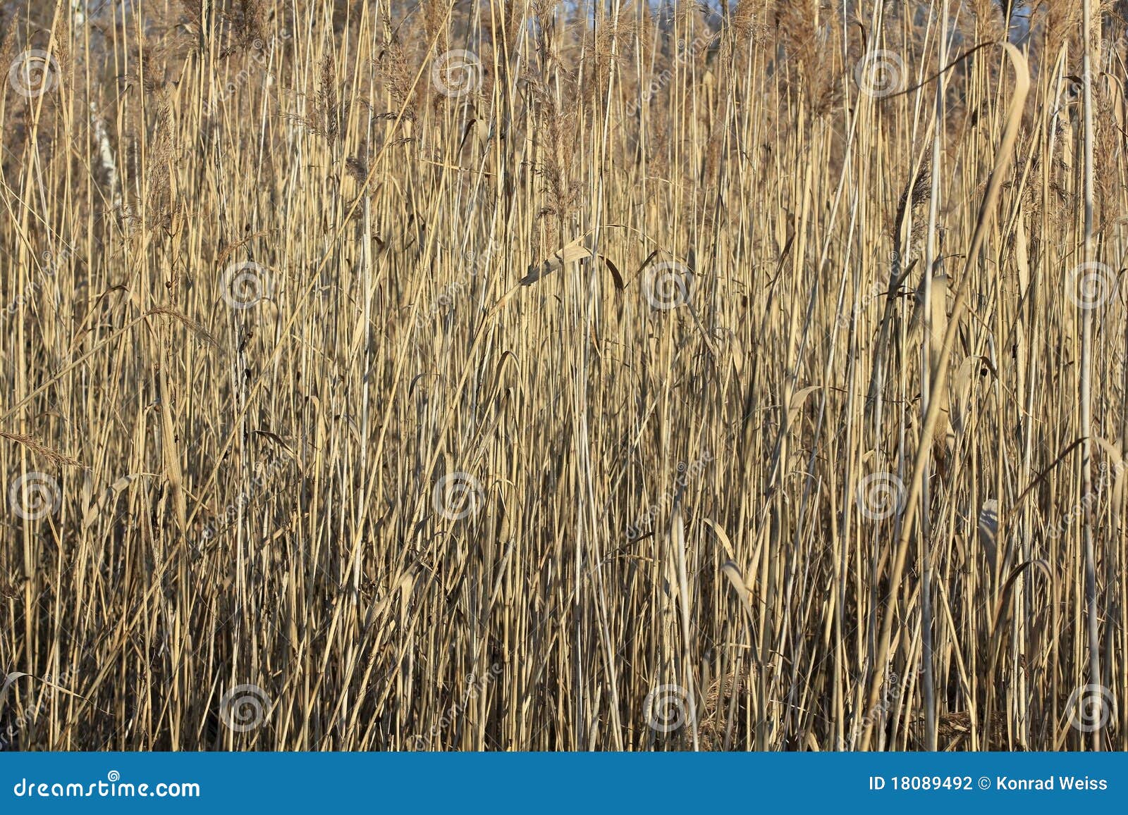 Cane Brake on a Pond in Winter Stock Photo - Image of landscape ...