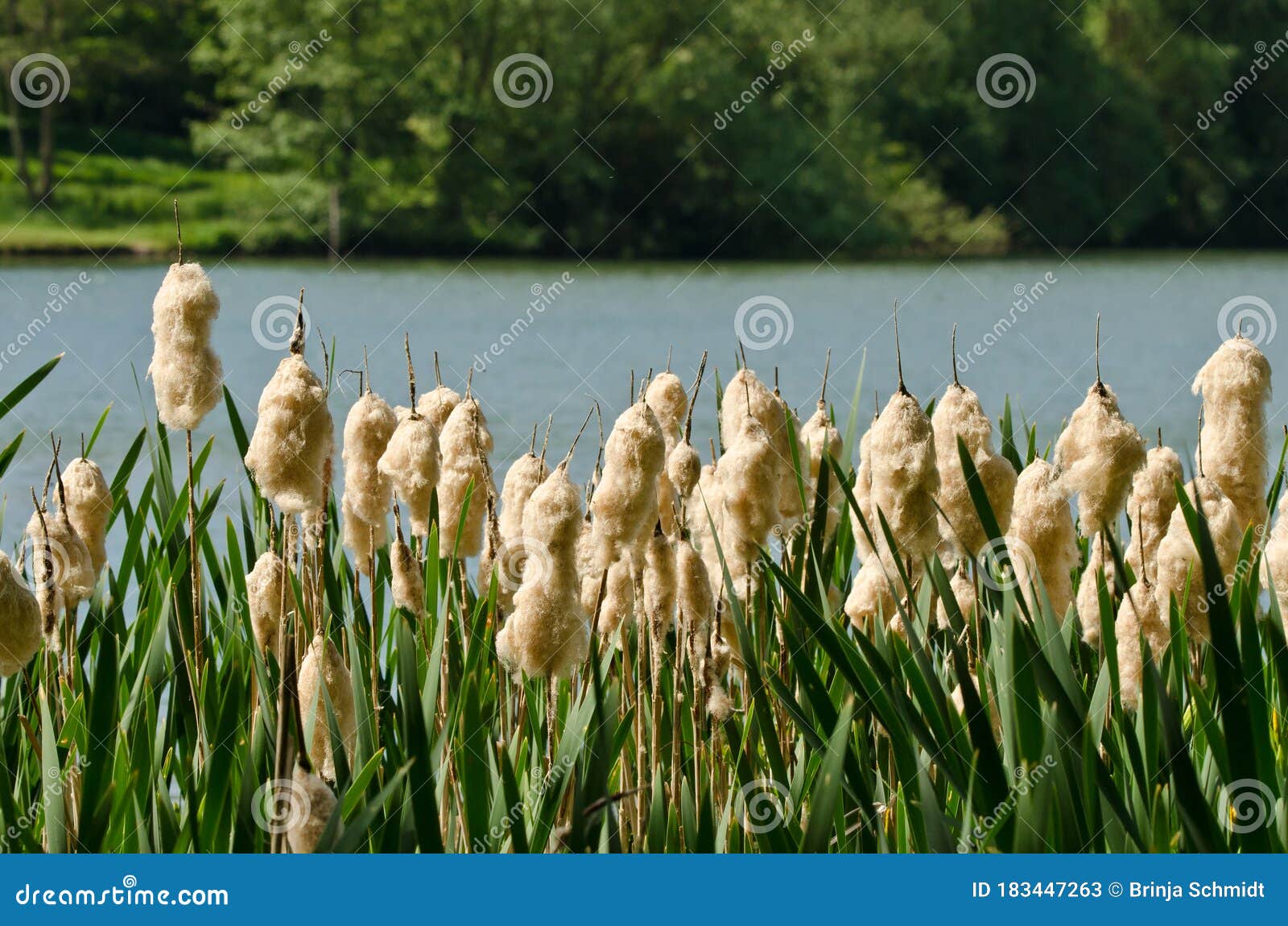 Cane Brake, Reed Mace, Bulrush in Front of a Lake Stock Image - Image ...