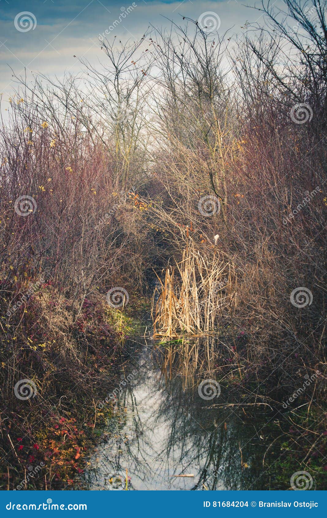 Cane and Branches in the Water Channel Stock Photo - Image of autumn ...