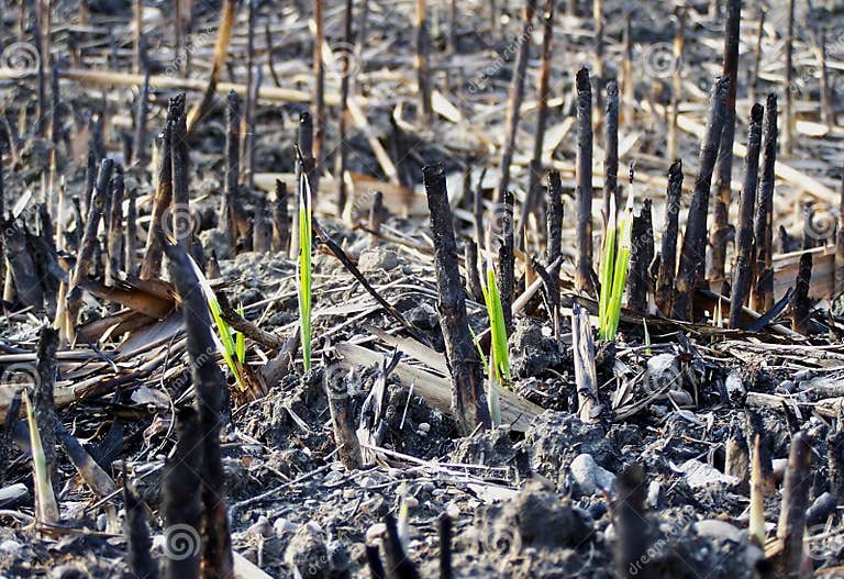 Cane stock image. Image of water, cane, burning, autumn - 37416647
