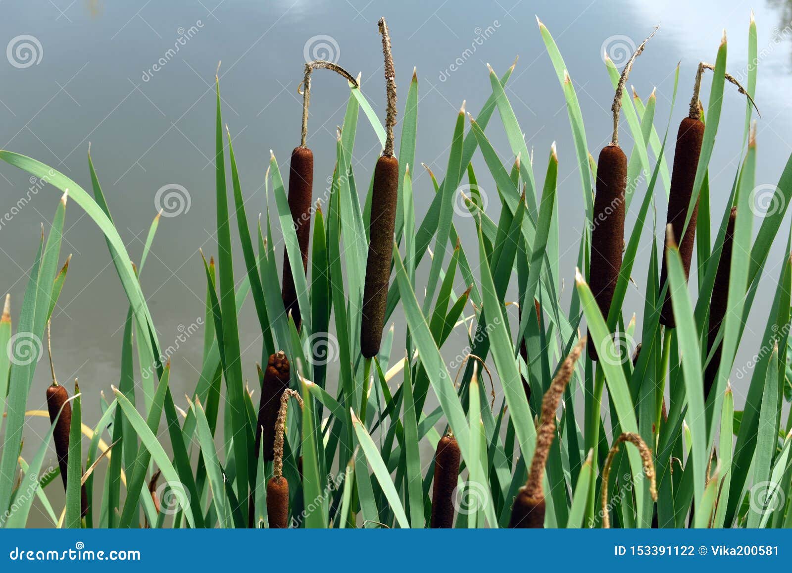 Cane Bushes on a Pond in the Summer Stock Photo - Image of cane, pond ...