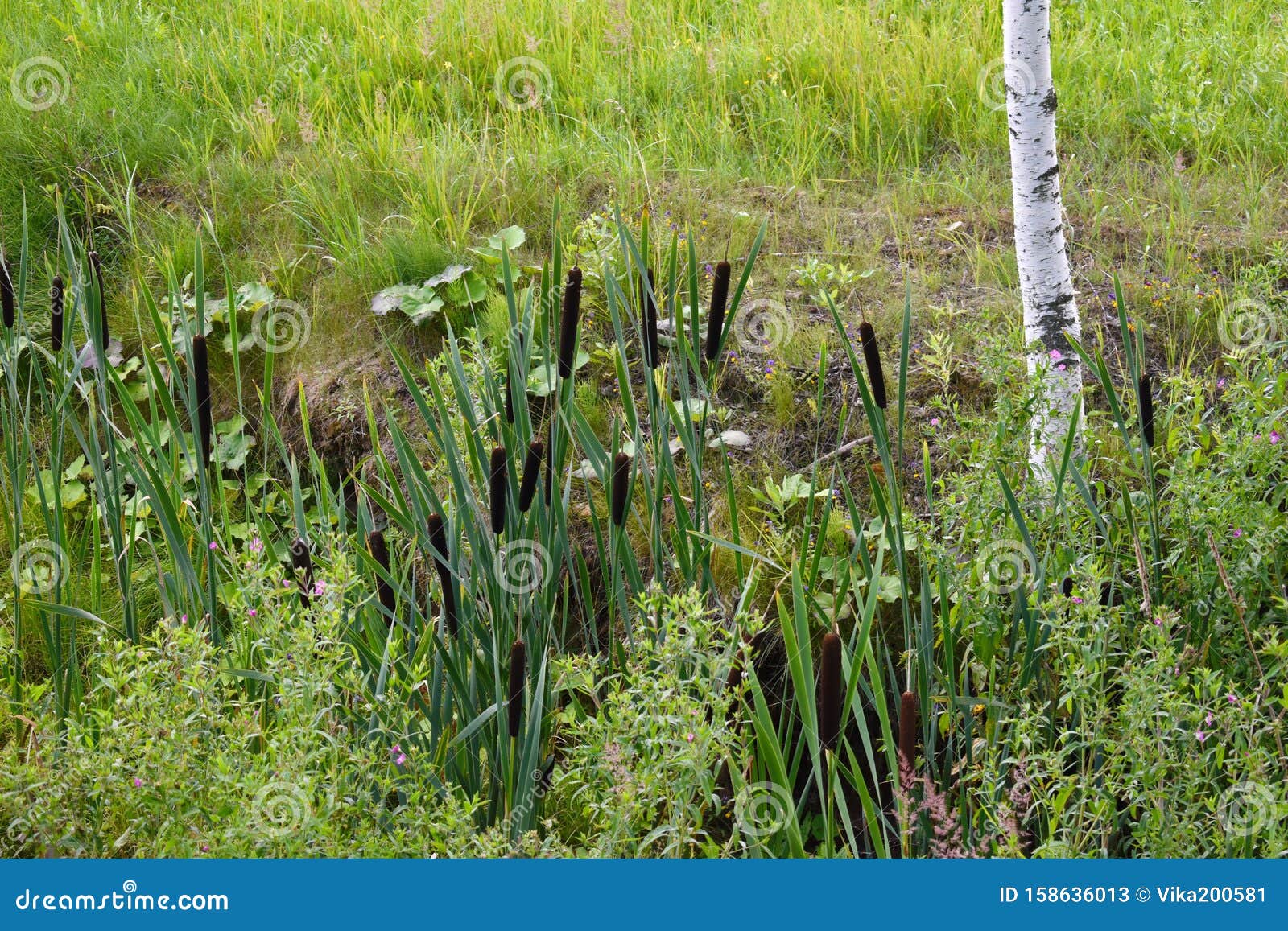 Cane Bushes on a Pond in the Summer Stock Image - Image of pond, nature ...