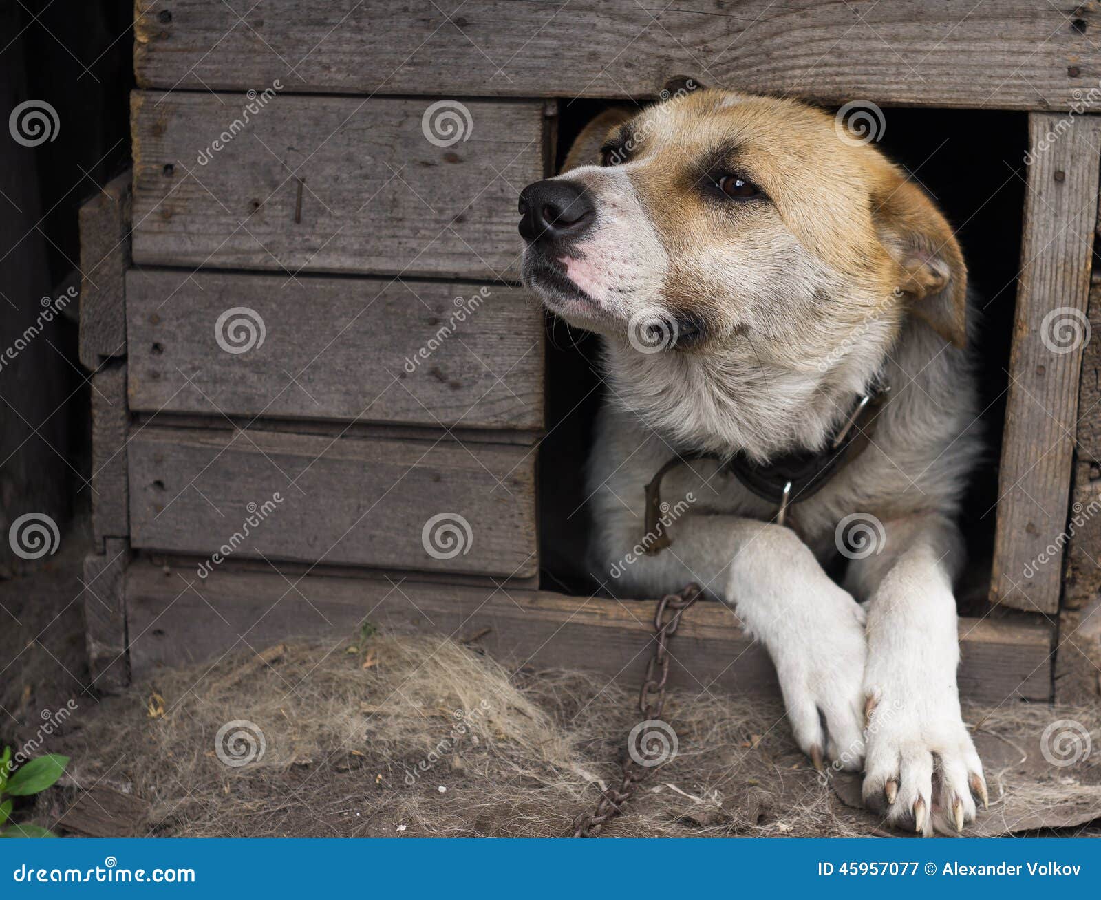 Cane in canile immagine stock. Immagine di cuccia, cane - 45957077