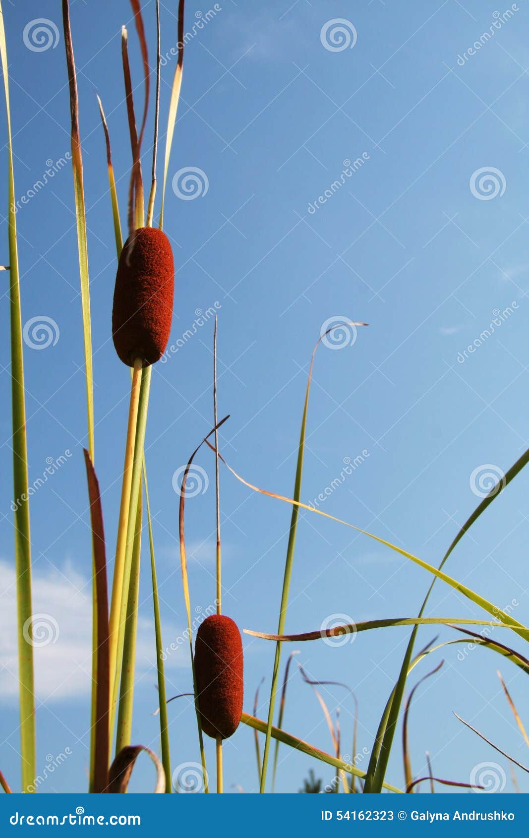 Cane_4 stock image. Image of blooming, bloom, leaf, marshland - 54162323