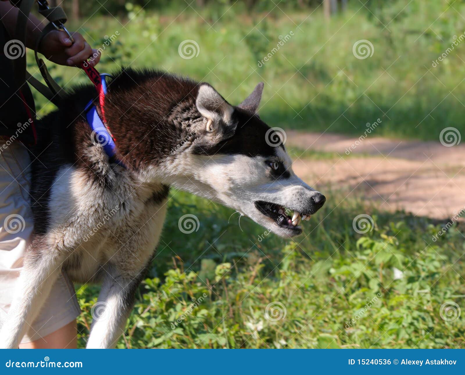 Cane cattivo fotografia stock. Immagine di ritratto, mammifero - 15240536