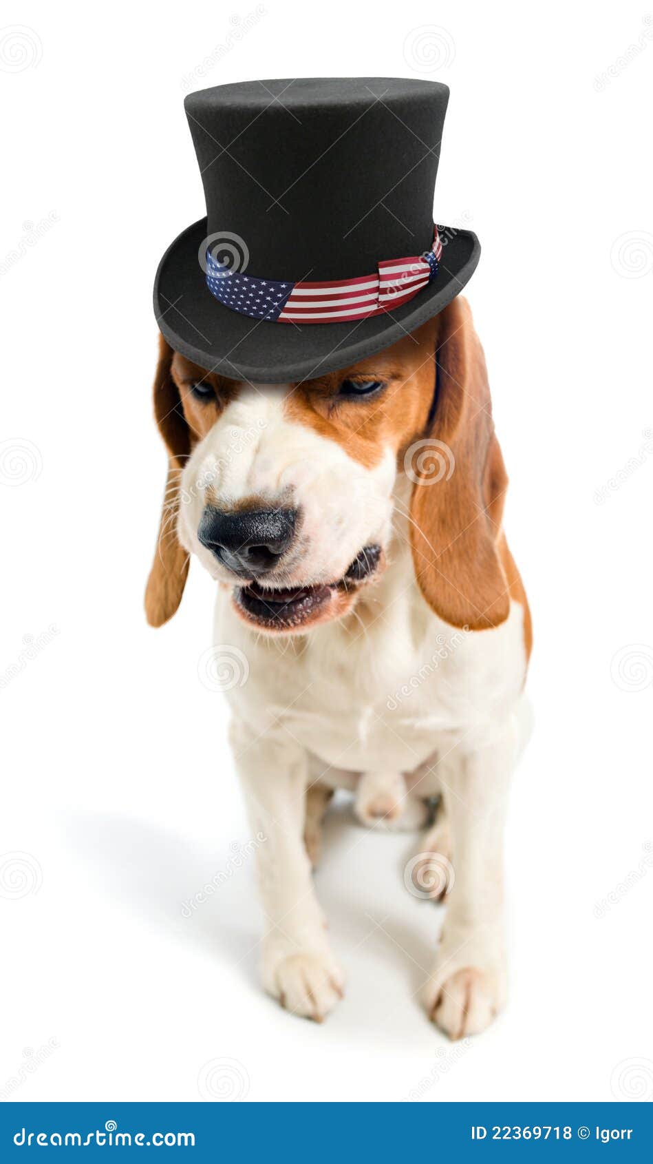 Cane Cattivo in Un Cappello Dello Zio Sam Fotografia Stock - Immagine ...