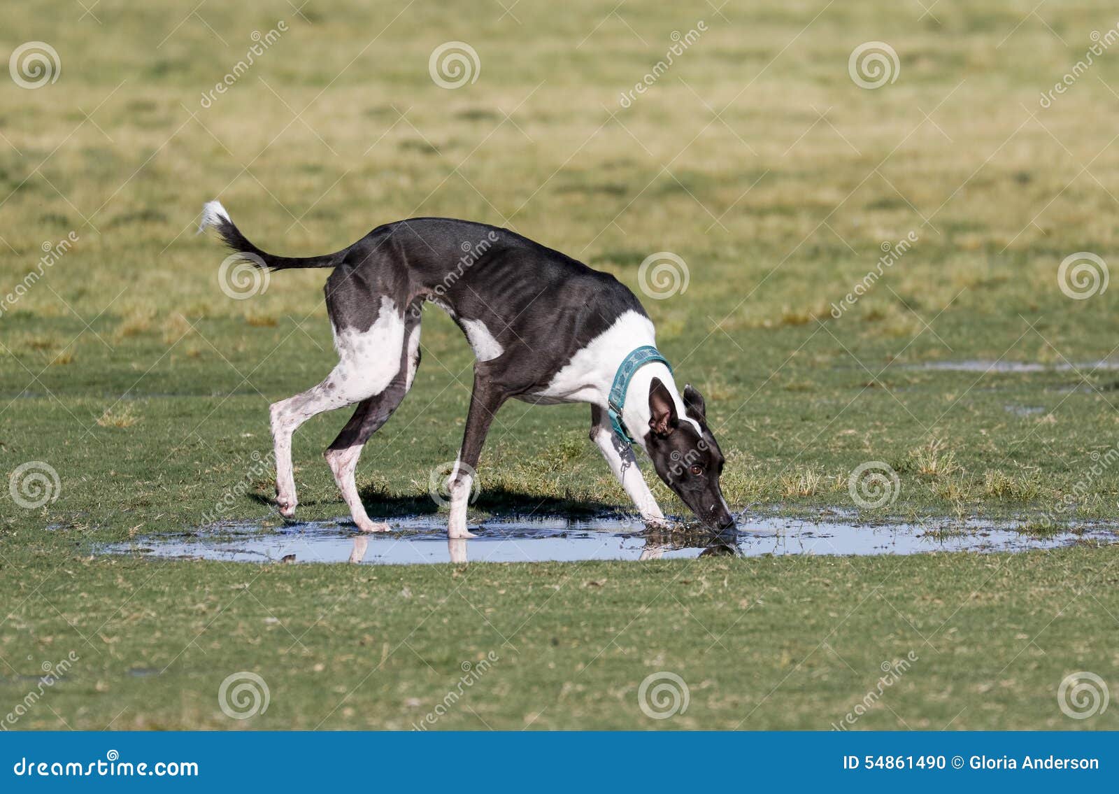 Cane che beve da una pozza fotografia stock. Immagine di parco - 54861490 Cane che beve da una pozza fotografia stock. Immagine di parco - 54861490