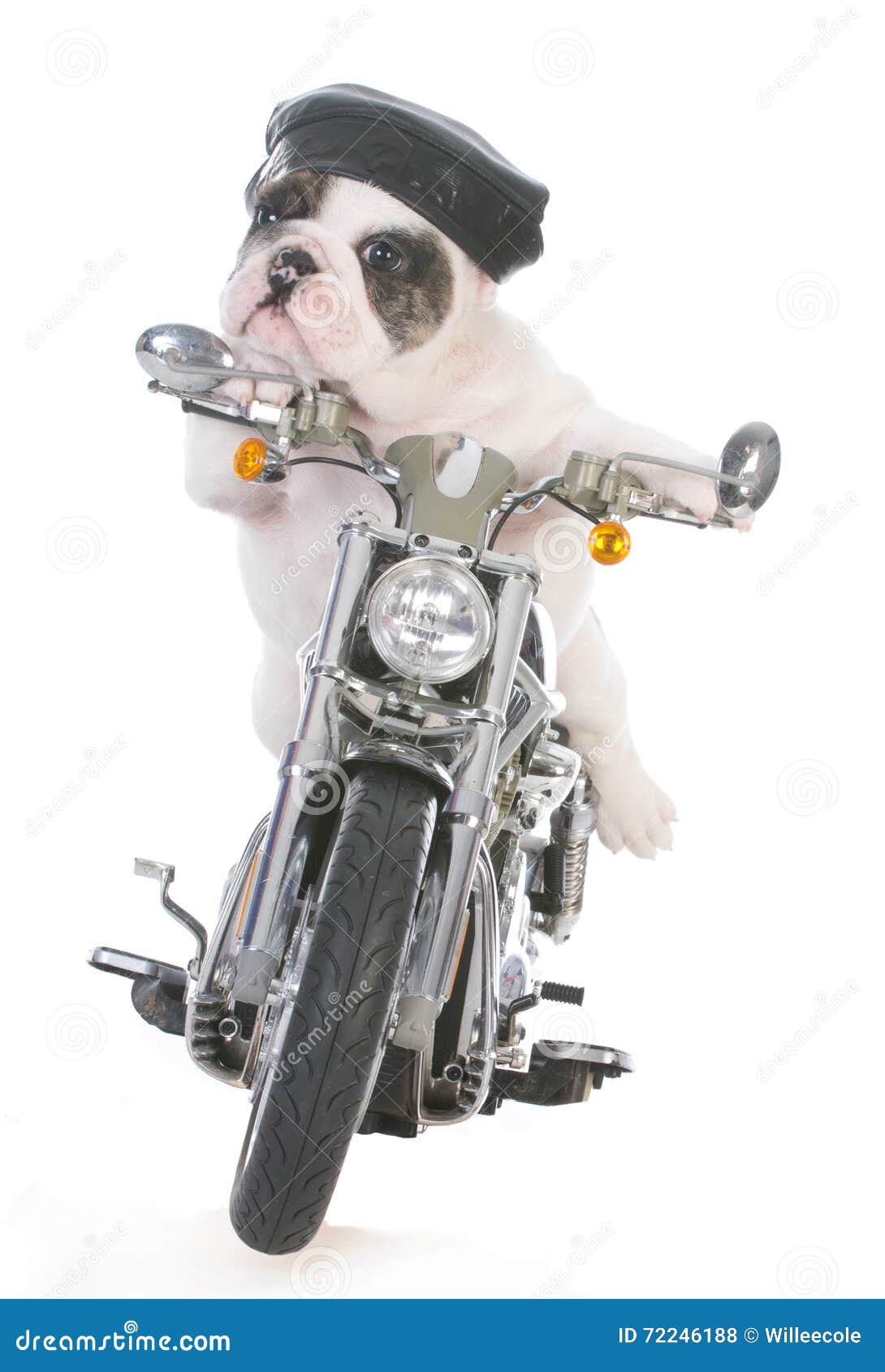 Cane Che Guida Un Motociclo Fotografia Stock - Immagine di canino ...