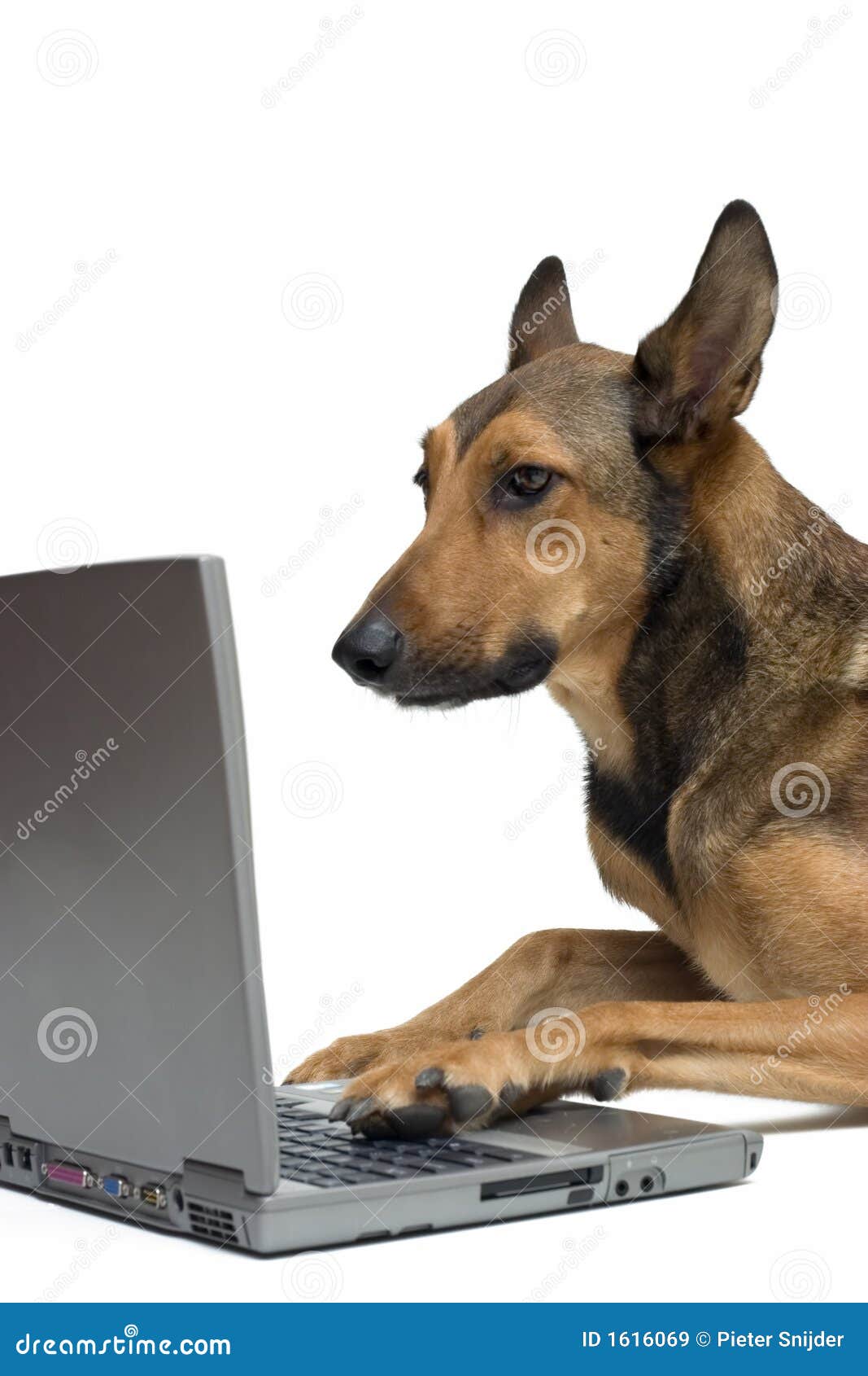 Cane Che Lavora Al Computer Portatile Immagine Stock - Immagine di ...