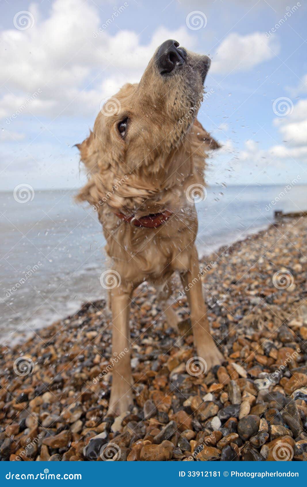 Cane Che Scuote Acqua Su Pebble Beach Immagine Stock - Immagine di ...