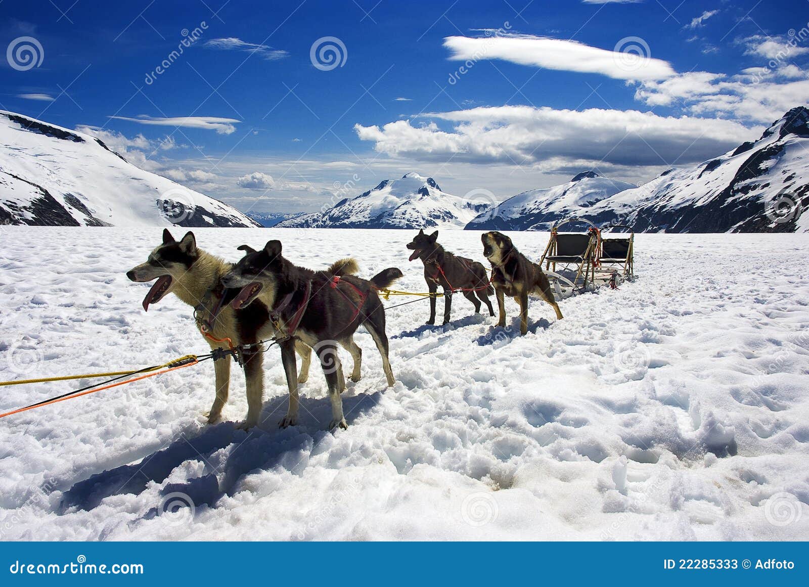 Cane Che Sledding Nell'Alaska Immagine Stock - Immagine di montagne ...