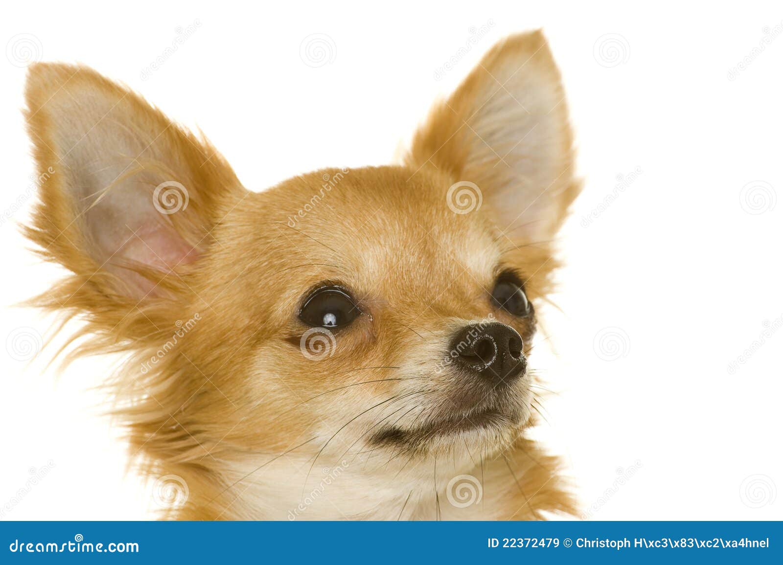 Cane (chihuahua) immagine stock. Immagine di pelle, museruola - 22372479