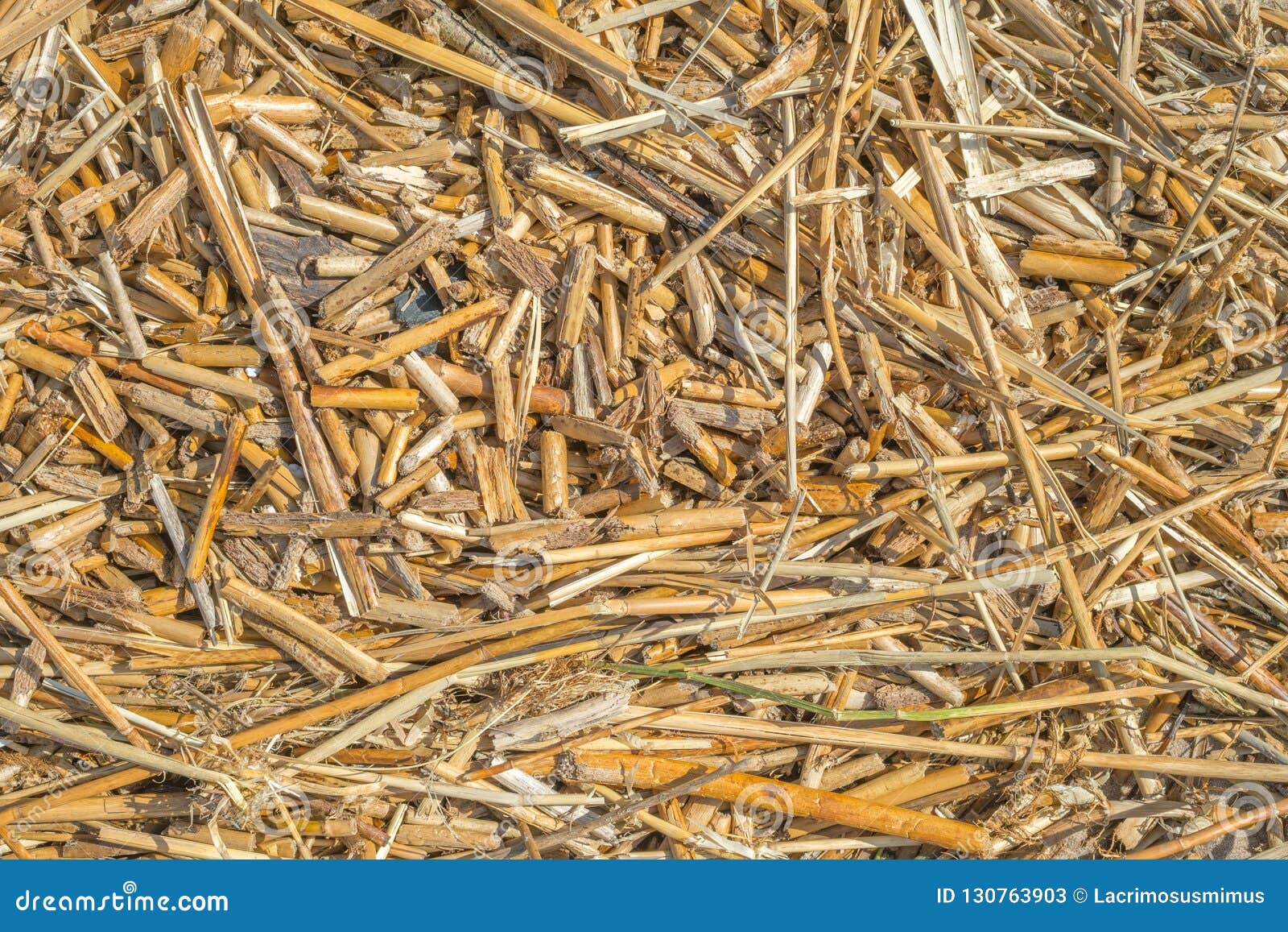 Cane chips stock image. Image of shred, shredded, tree - 130763903