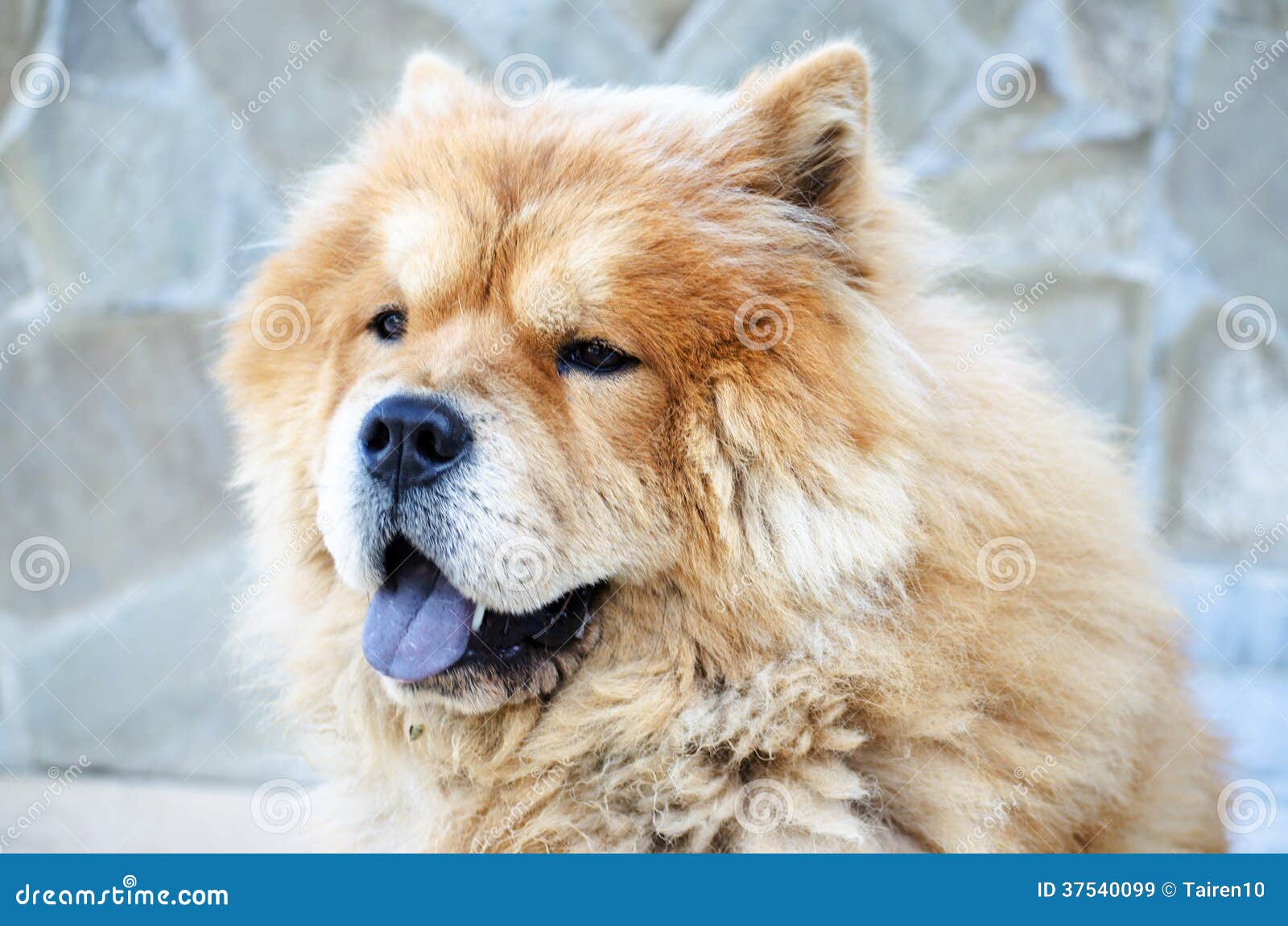 Cane cinese del chow-chow immagine stock. Immagine di dorato - 37540099