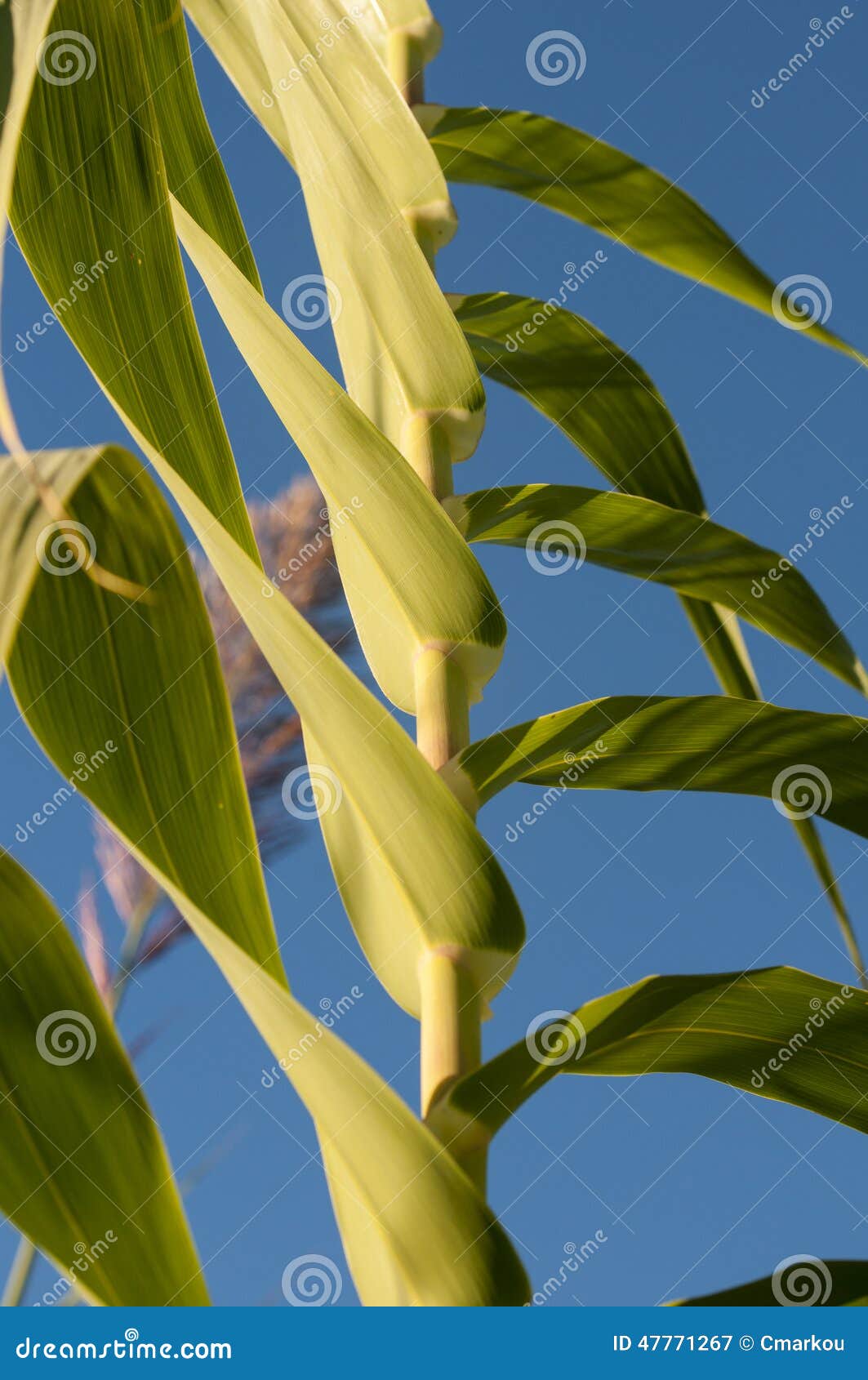 Cane stock image. Image of crops, blue, australia, close - 47771267