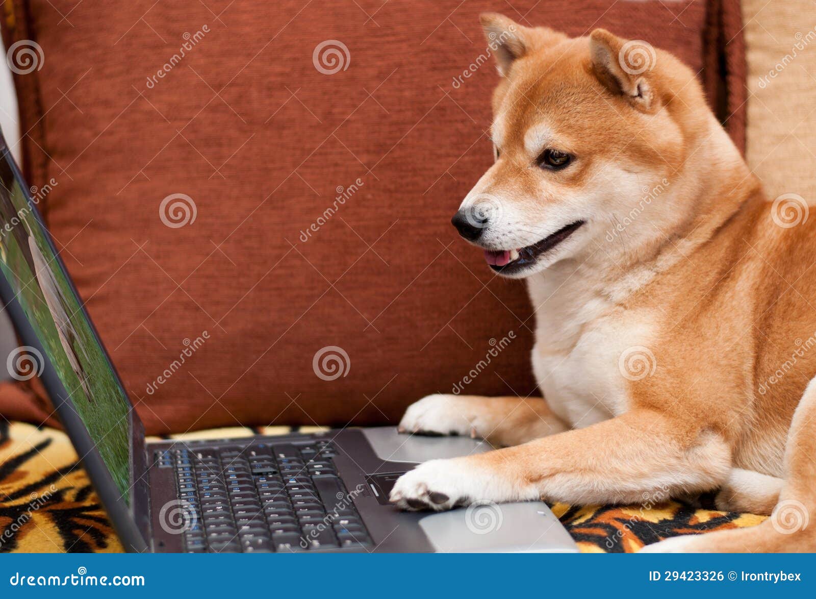 Cane Con Il Computer Portatile Fotografia Stock - Immagine di schermo ...