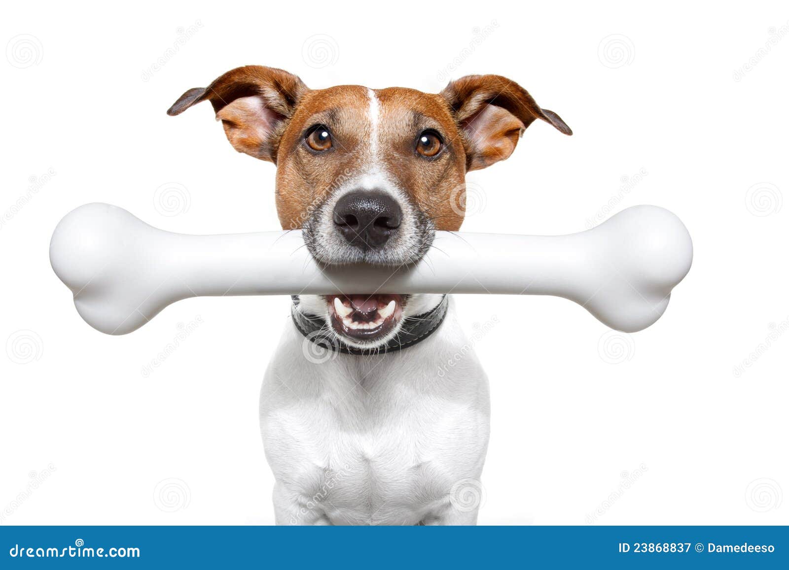 Cane con un osso bianco immagine stock. Immagine di obbedisca - 23868837
