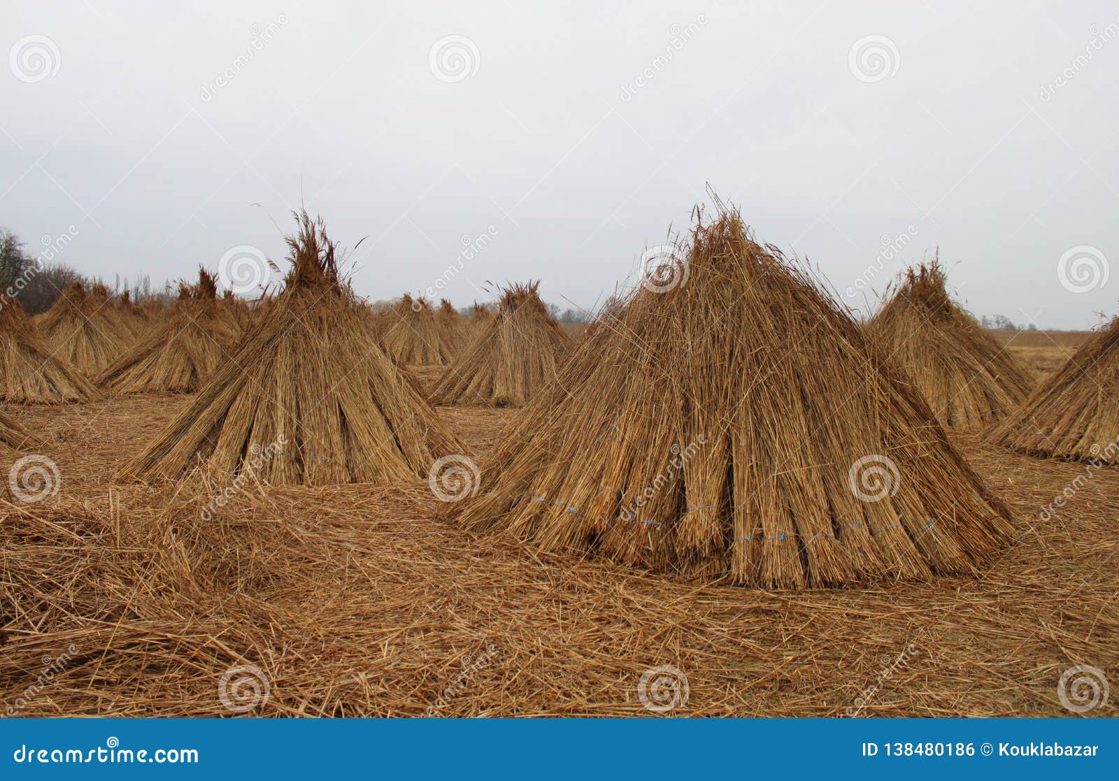Cane-cones on a field stock photo. Image of winter, canes - 138480186