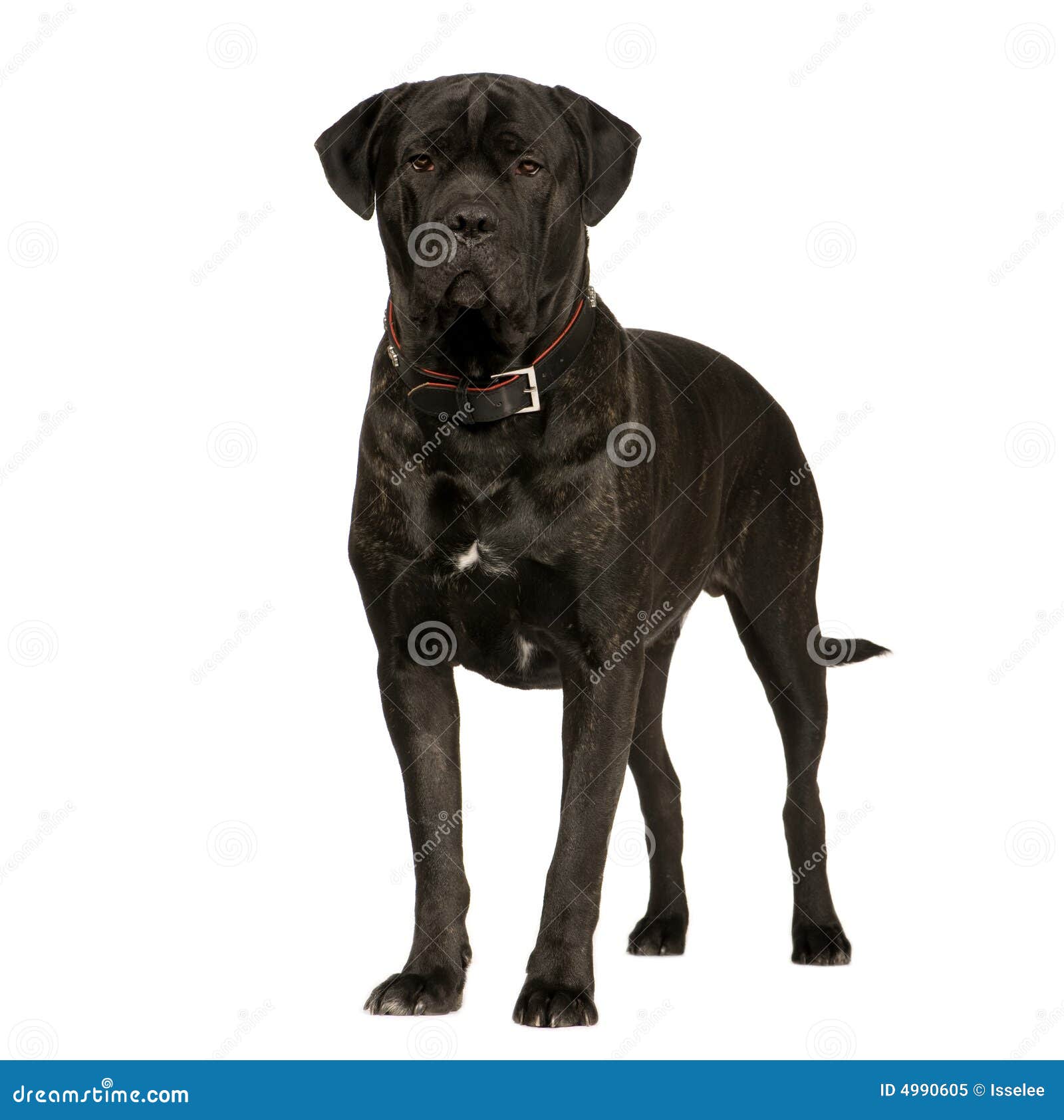 Cane Corso (2 years) stock image. Image of pedigree, doggy - 4990605