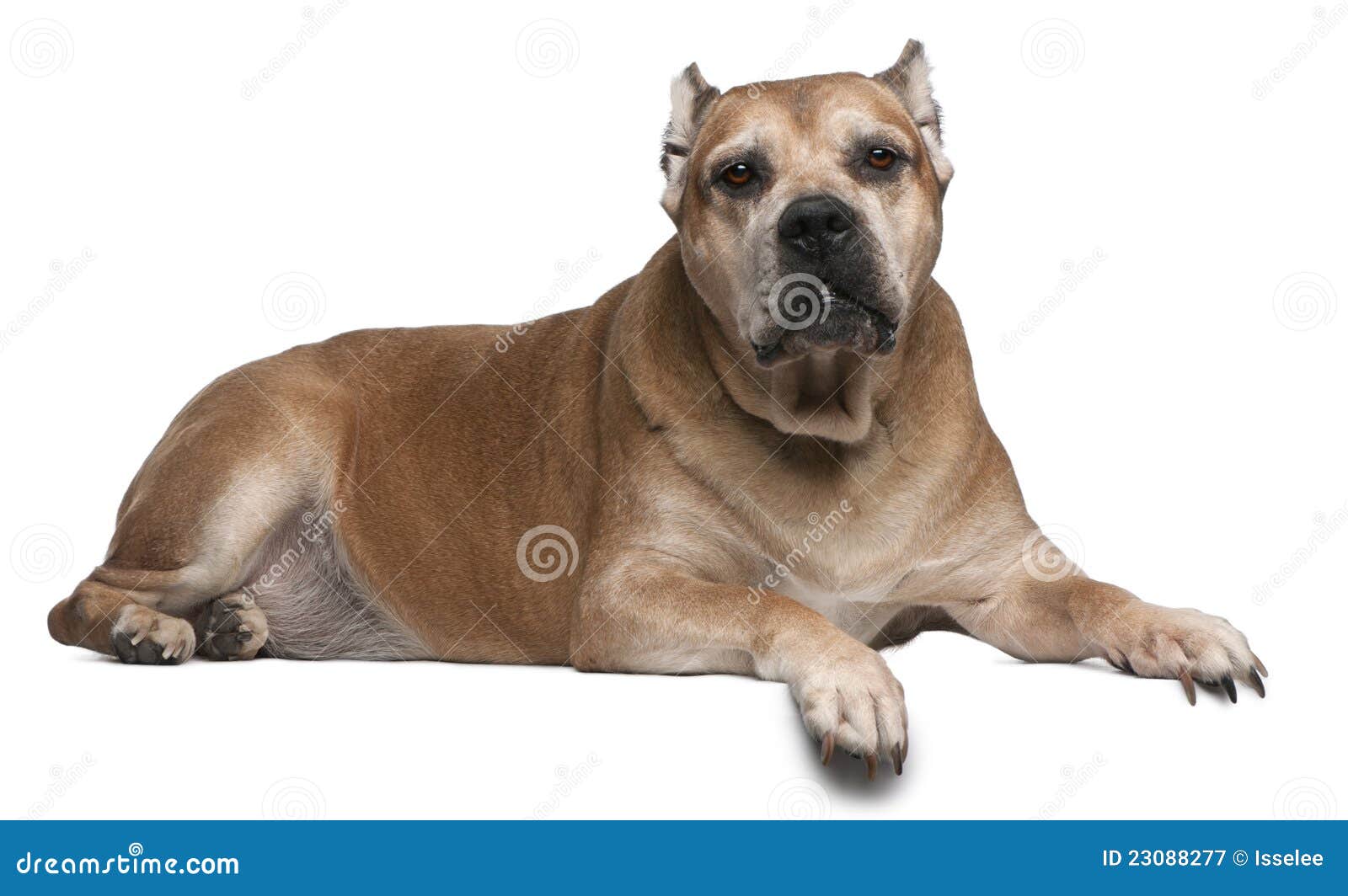 Cane Corso Male And Rottweiler Female Play Stock Photography ...