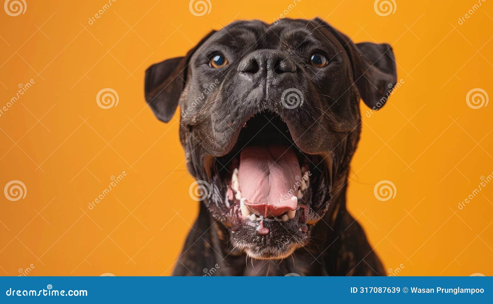 Cane Corso, Angry Dog Baring Its Teeth, Studio Lighting Pastel ...