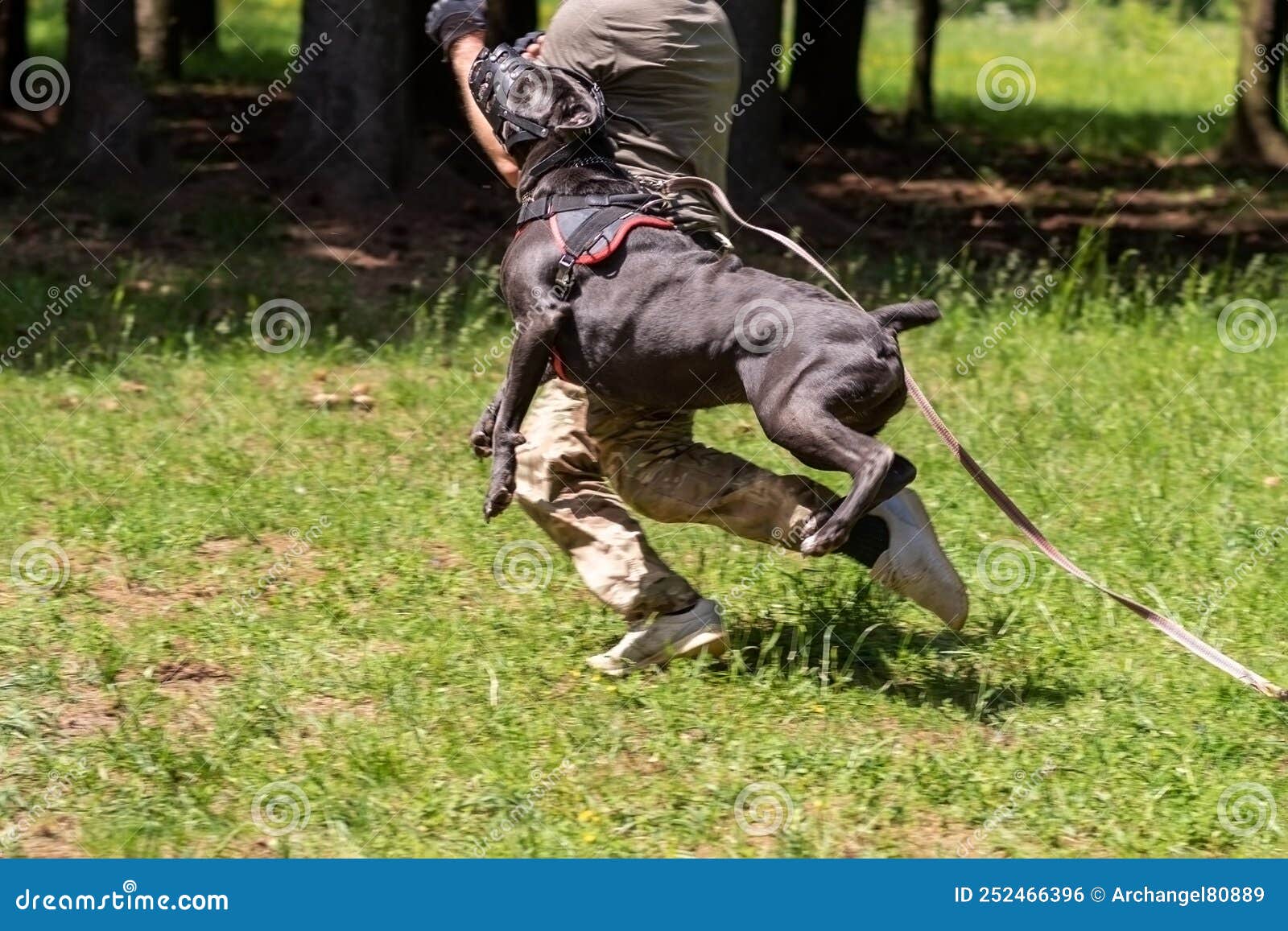 Cane Corso Attacking Dog Handler during Aggression Training. Stock ...