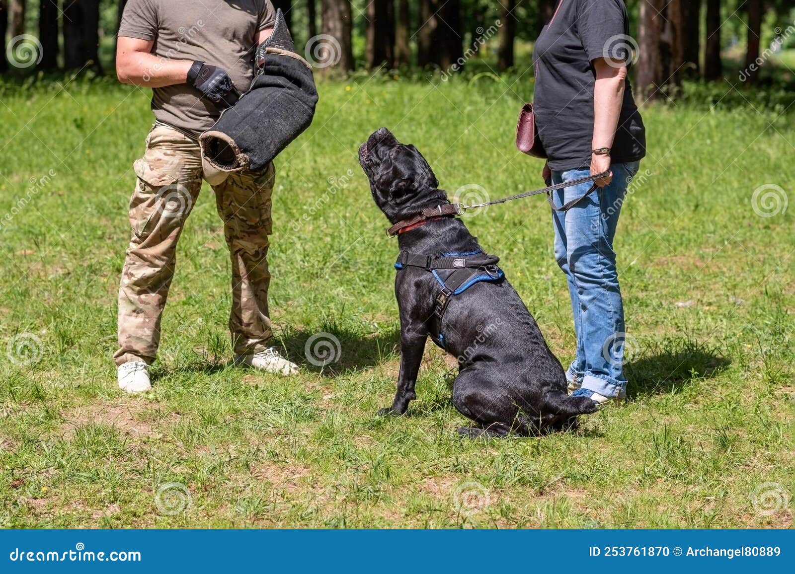 Cane Corso Attacking Dog Handler during Aggression Training. Stock ...