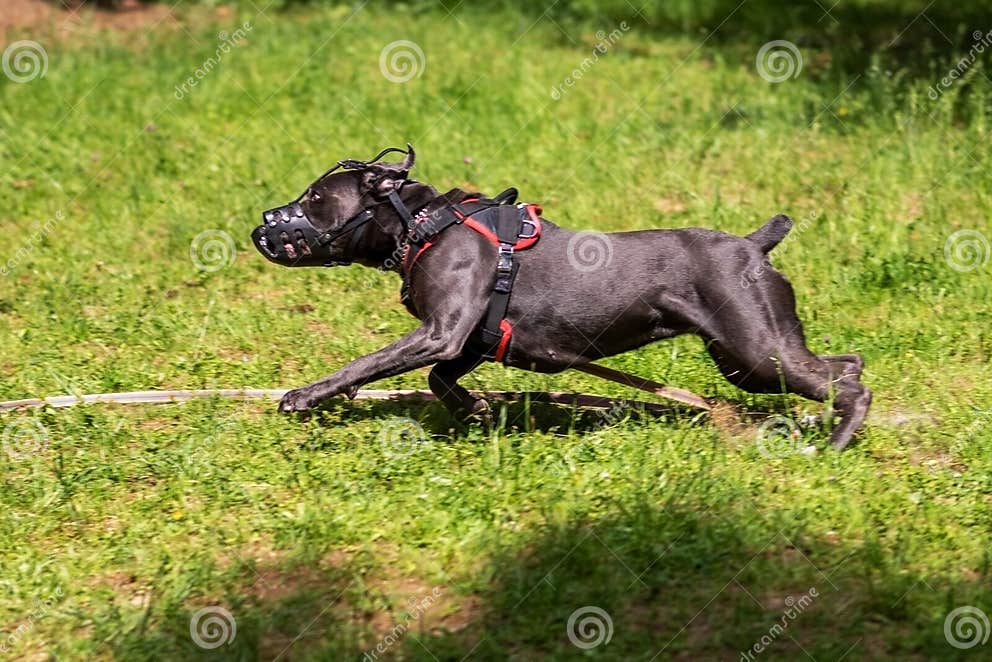 Cane Corso Attacking Dog Handler during Aggression Training. Stock ...