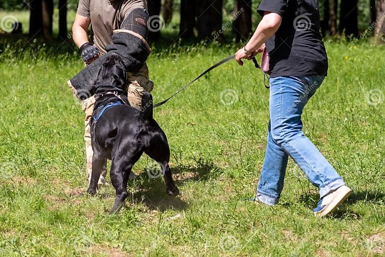 Cane Corso Attacking Dog Handler during Aggression Training. Stock ...