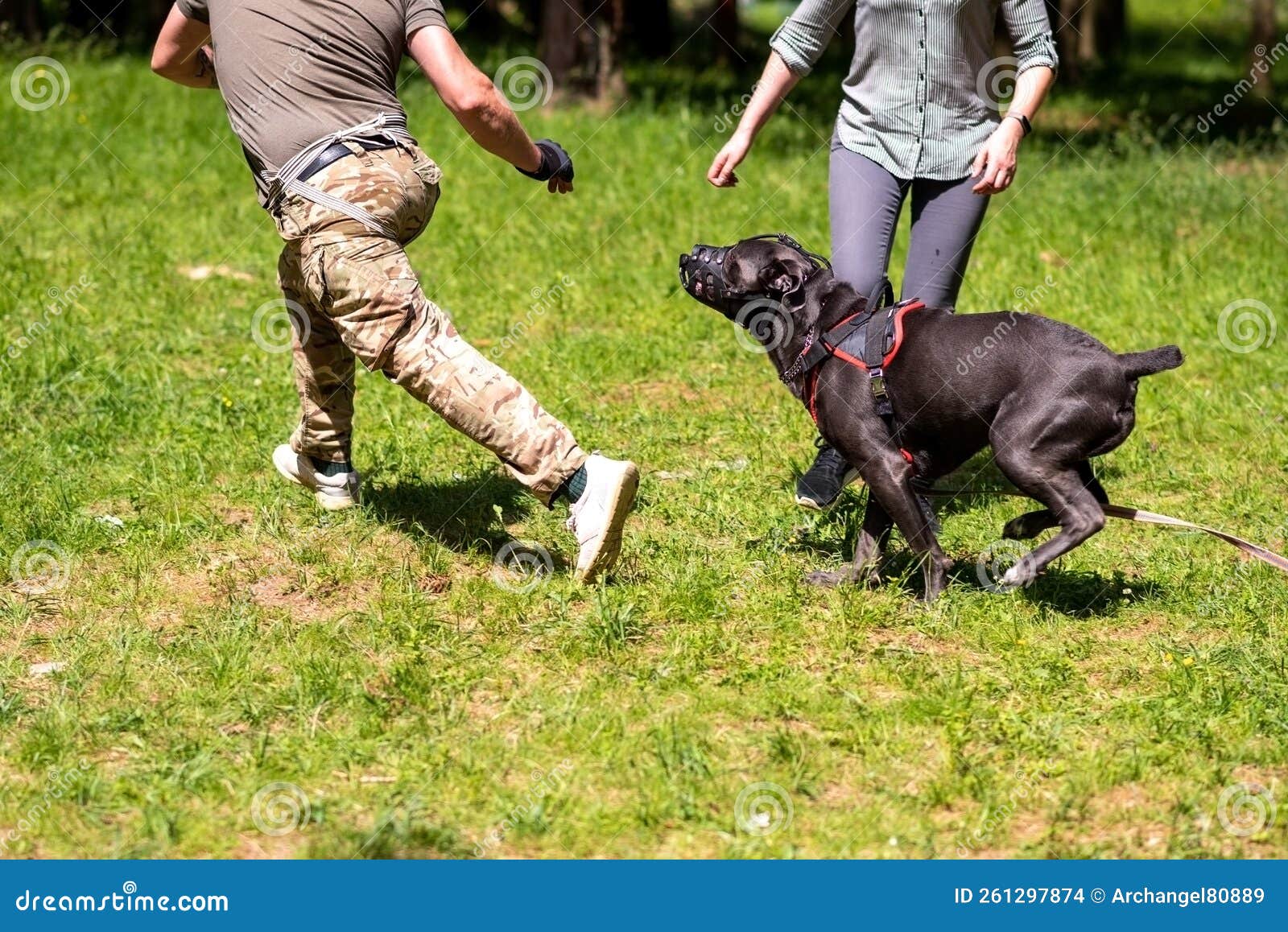 Cane Corso Attacking Dog Handler during Aggression Training. Stock ...