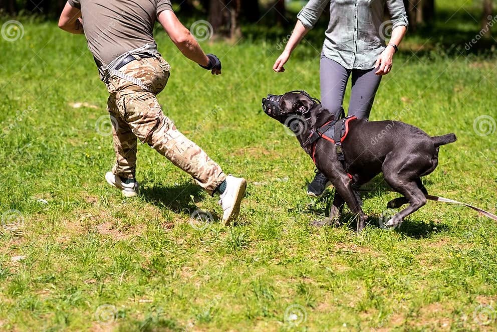 Cane Corso Attacking Dog Handler during Aggression Training. Stock ...