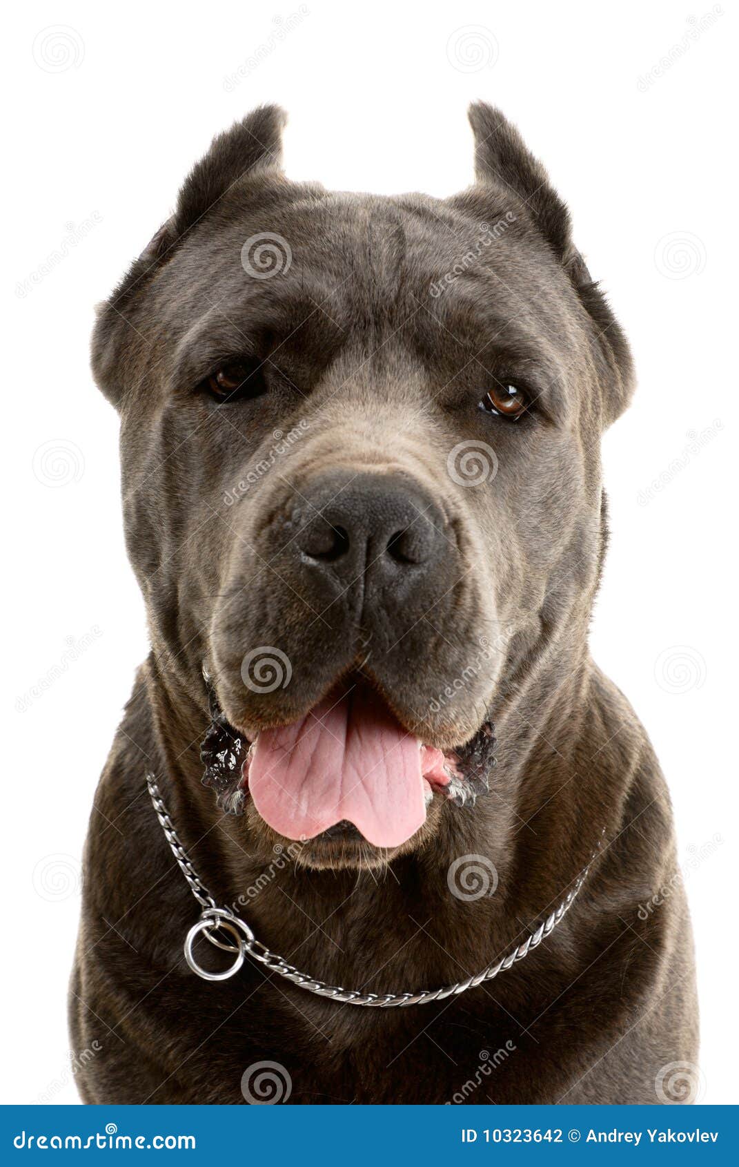 Cane Corso dog stock photo. Image of mammal, breed, purebred - 10323642