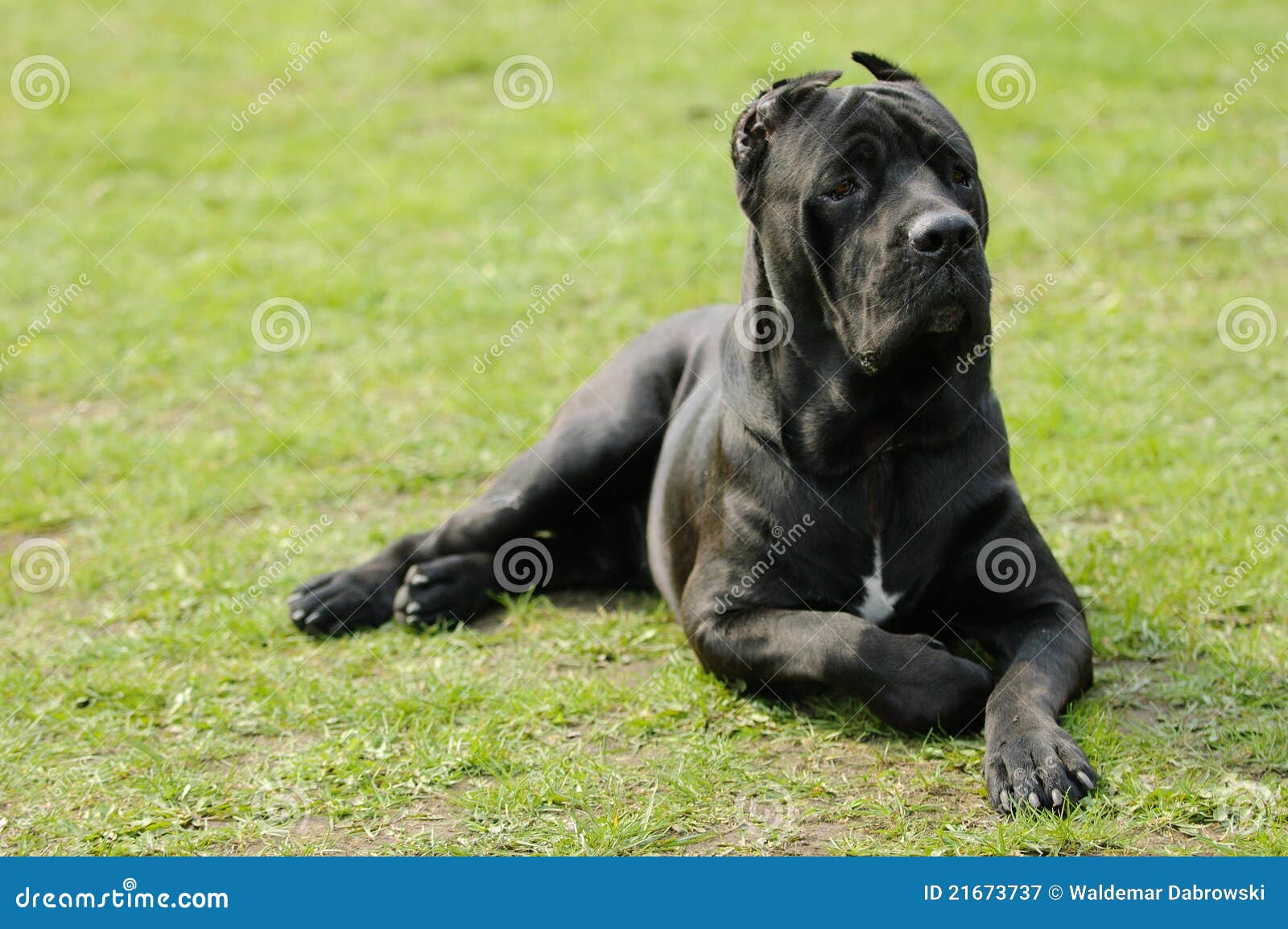 Are Bullmastiffs And Cane Corsos The Same