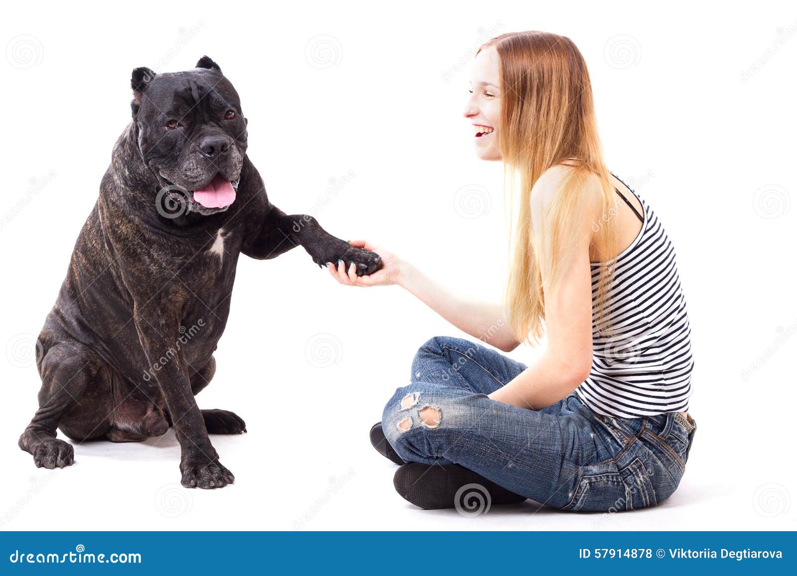 Cane Corso Dog Executes a Command Give Paw Stock Photo - Image of owner ...