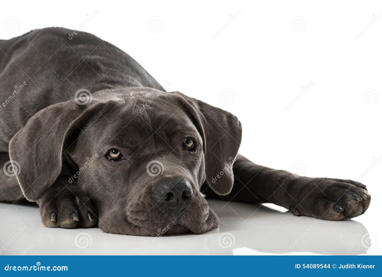 Cane corso dog stock photo. Image of cute, purebred, lying - 54089544