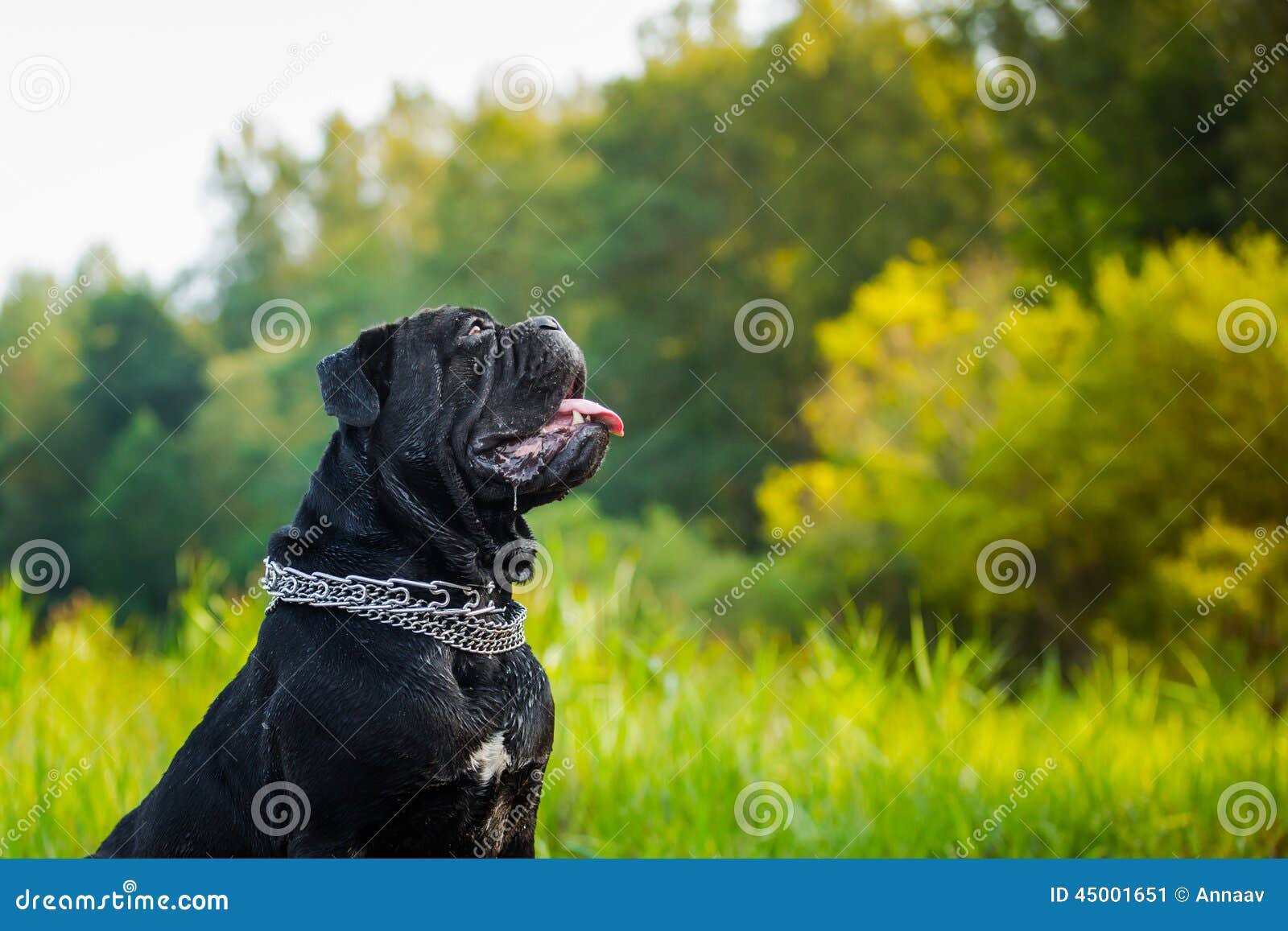 Cane Corso dog in nature stock image. Image of purebred - 45001651