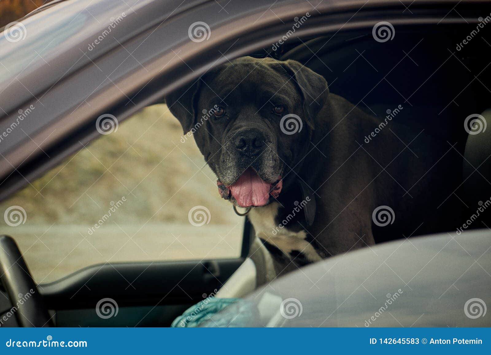 Cane Corso Dog is Sitting Inside a Car Stock Image - Image of guard ...