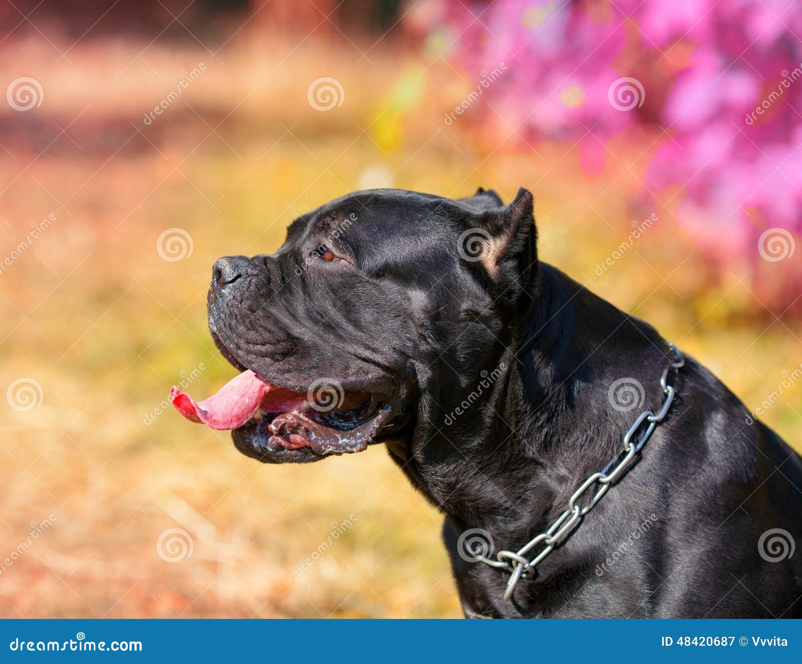 Cane corso italiano dog stock image. Image of expectation - 48420687