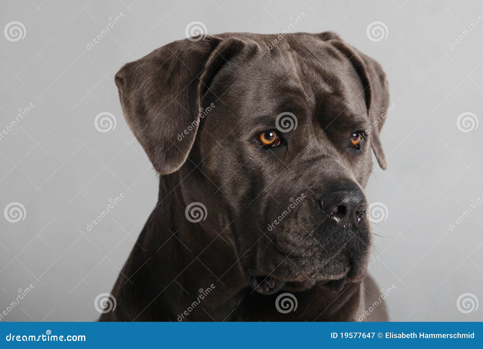 Cane Corso Italiano Portrait Stock Image - Image of backyard, corso ...