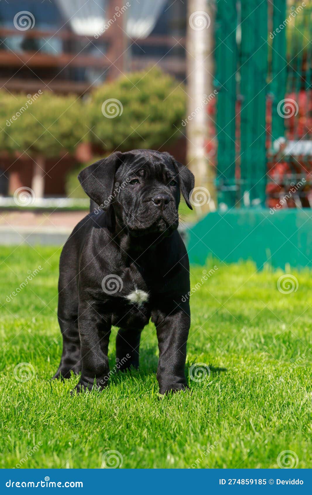 Cane corso italiano puppy stock image. Image of smile - 274859185