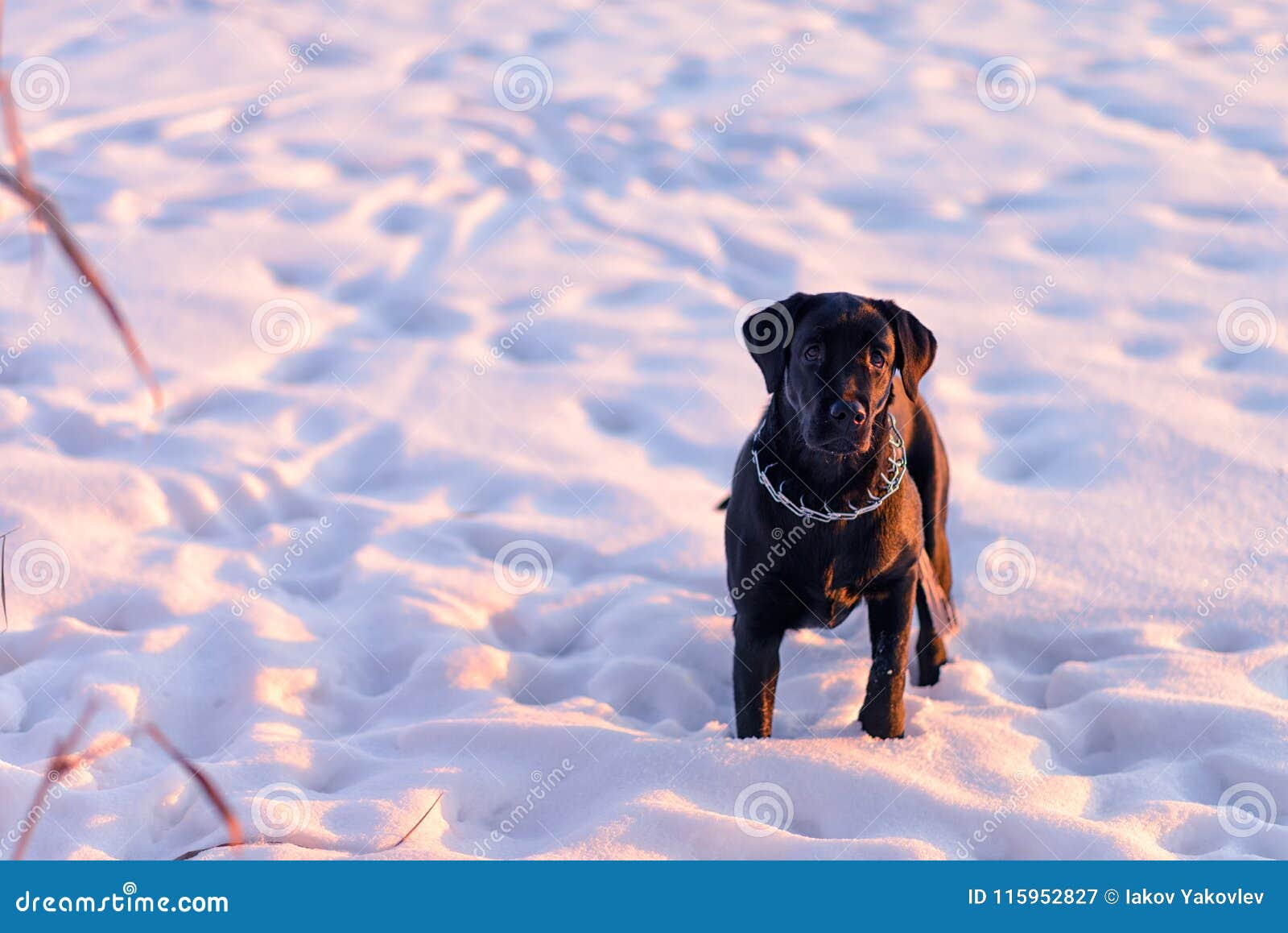 Cane Corso Looking at the Camera and Stands on the Snow Stock Image ...