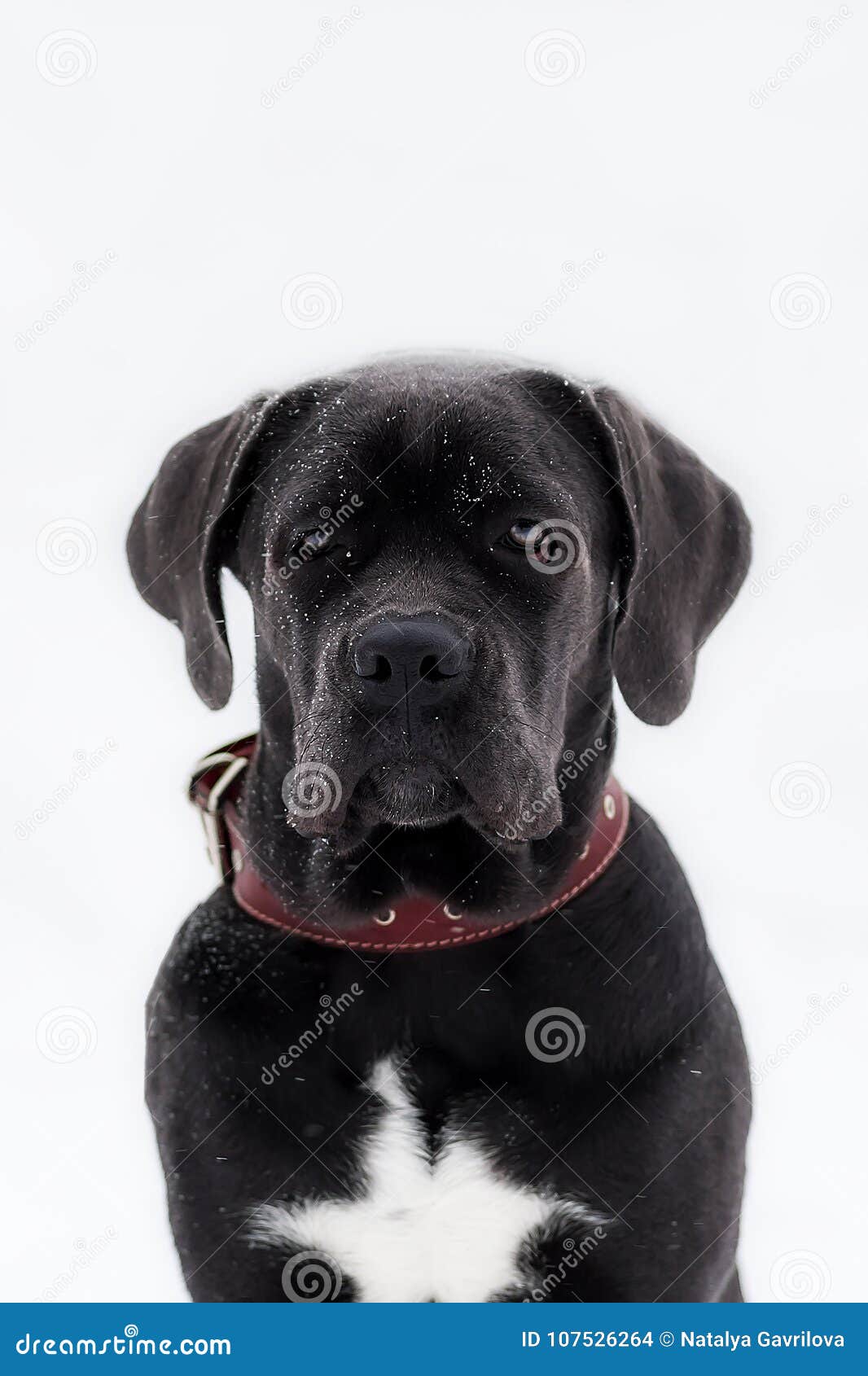 Cane Corso Closeup Portrait Stock Photo - Image of mammal, guardian ...