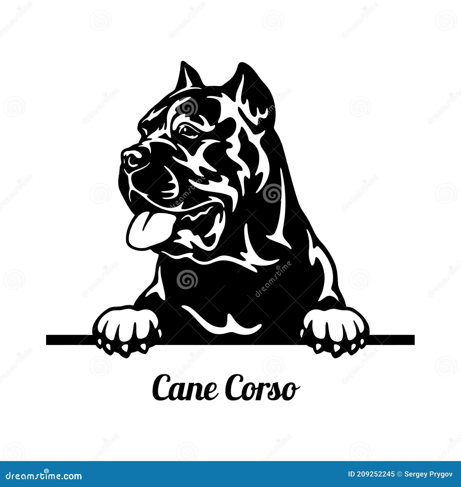 Cane Corso Peeking Dog - Head Isolated on White Stock Vector ...