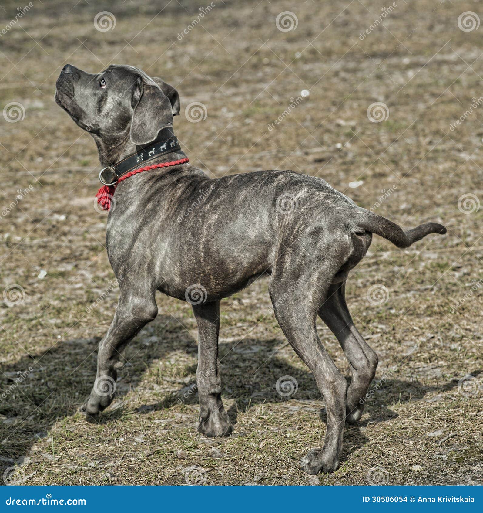 Cane corso puppy stock photo. Image of expression, dangerous - 30506054