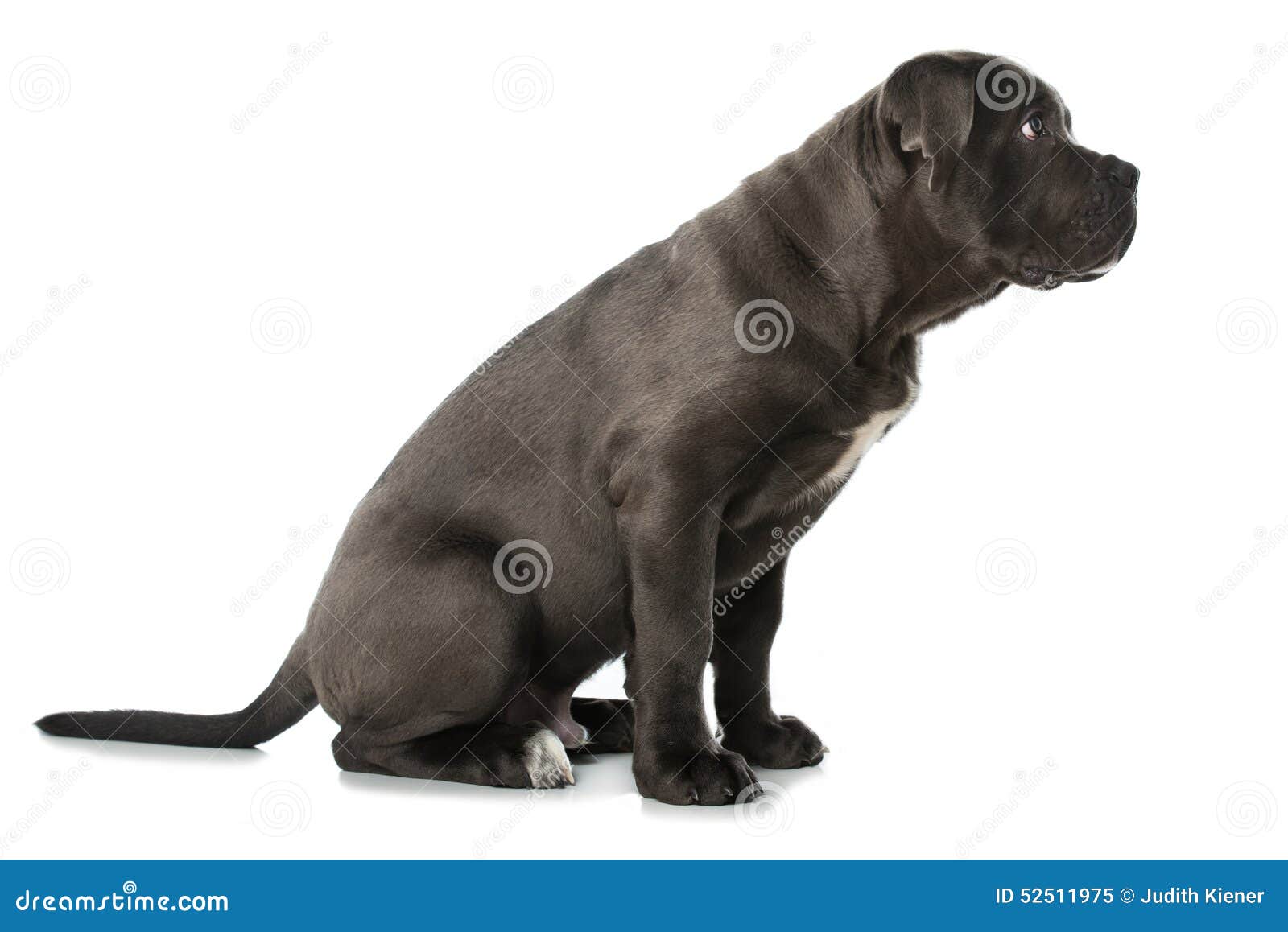 Cane Corso puppy stock image. Image of blue, side, profile - 52511975