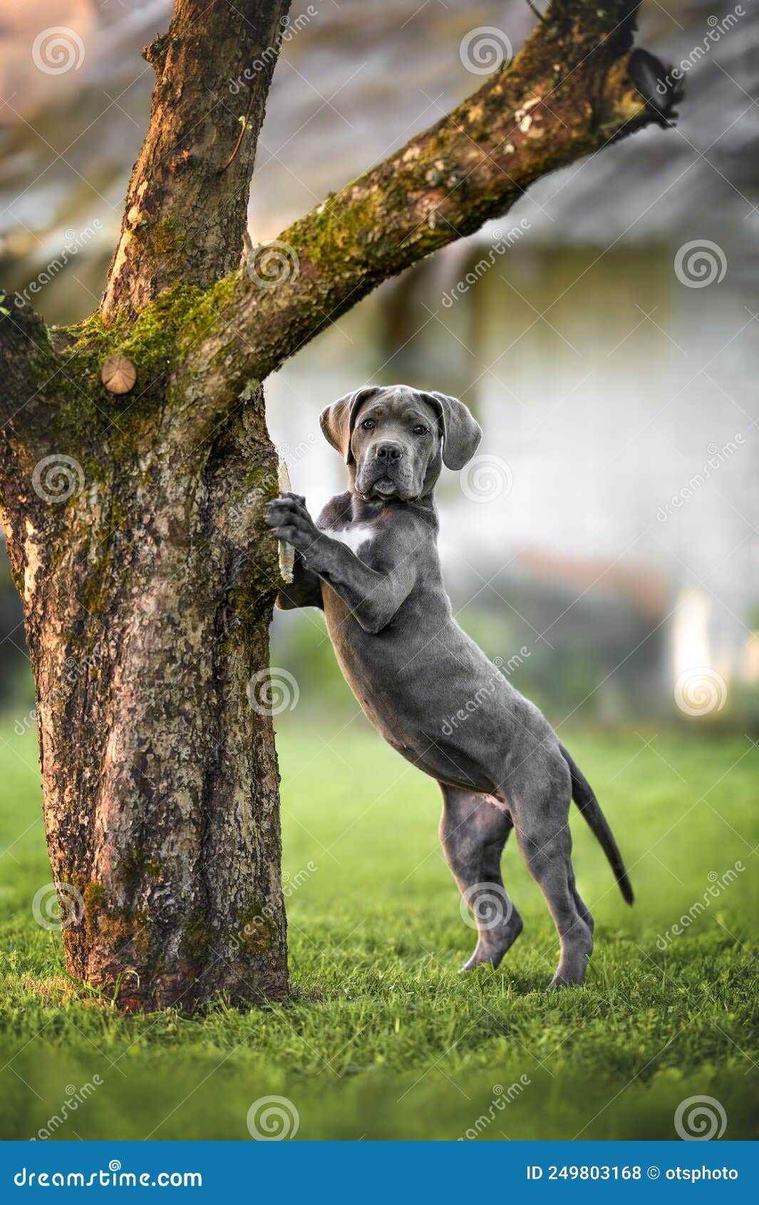 Cane Corso Puppy Posing with Front Paws on a Tree Stock Photo - Image ...