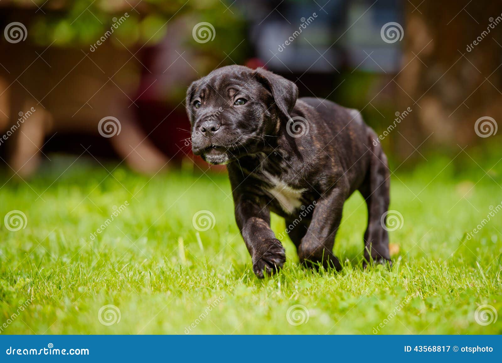 Cane Corso Puppy Running Outdoors Stock Image - Image of purebred ...
