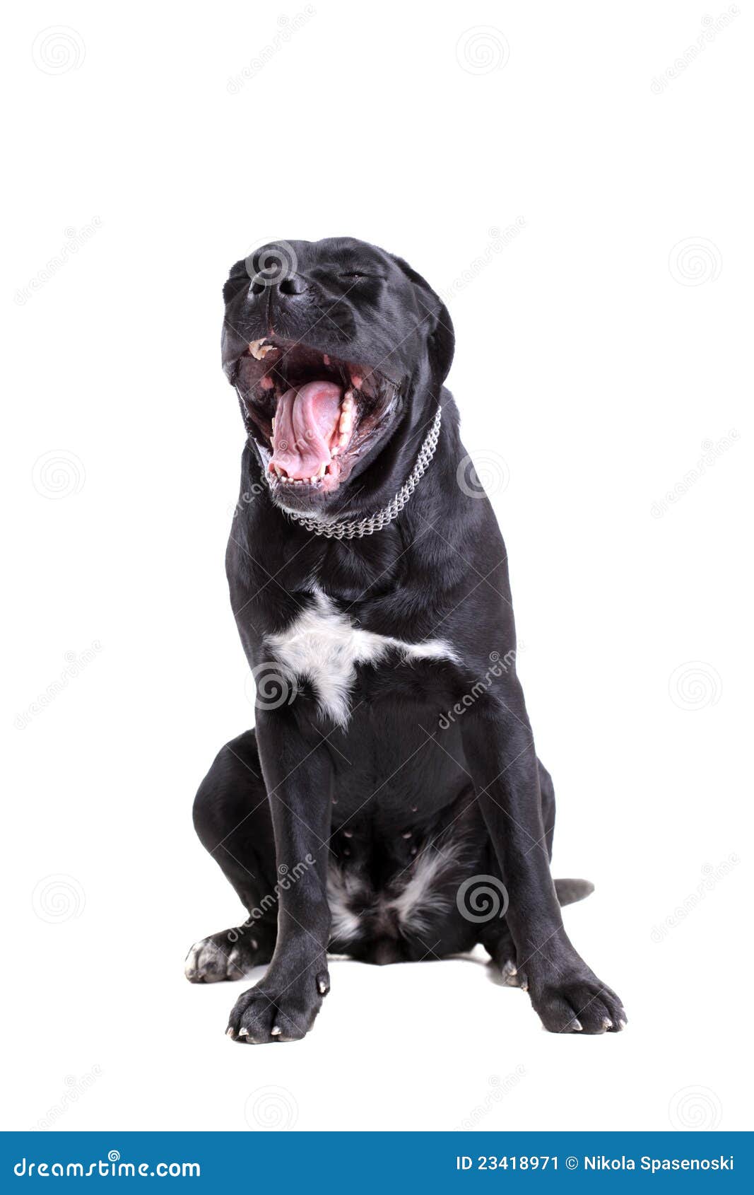Cane Corso purebred dog stock image. Image of mammal - 23418971