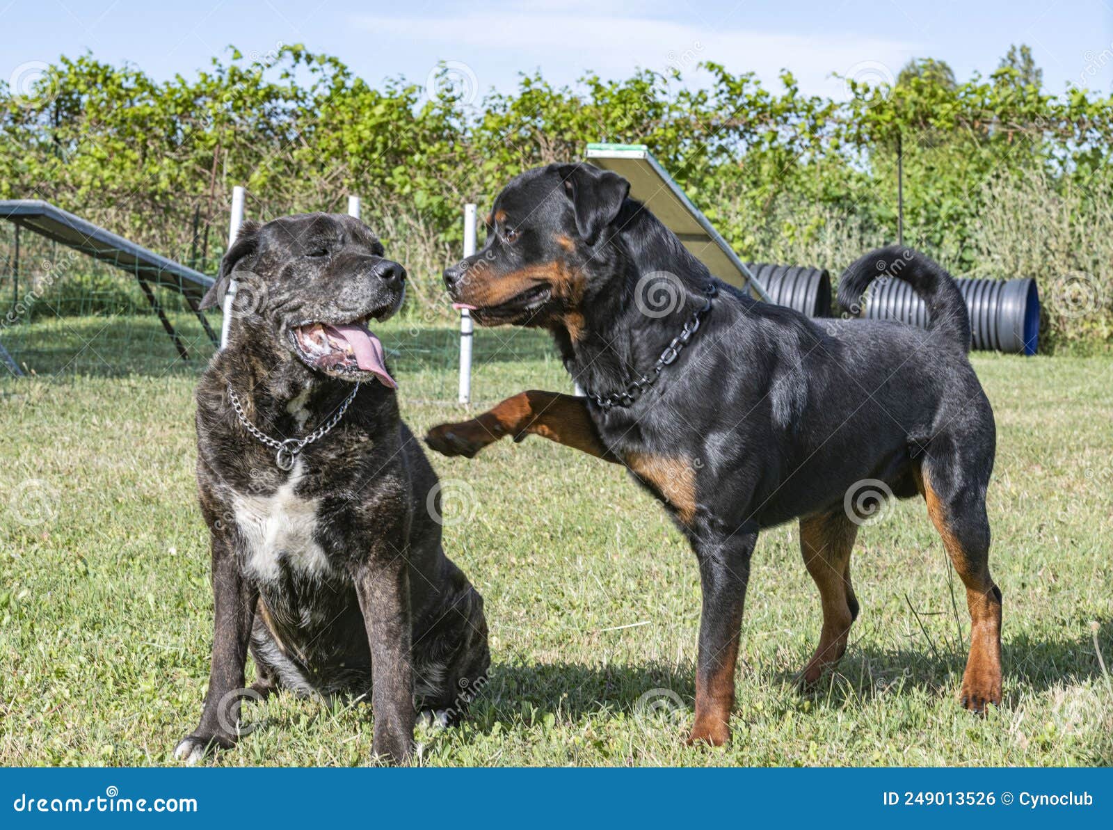 Cane corso and rottweiler stock photo. Image of puppy - 249013526